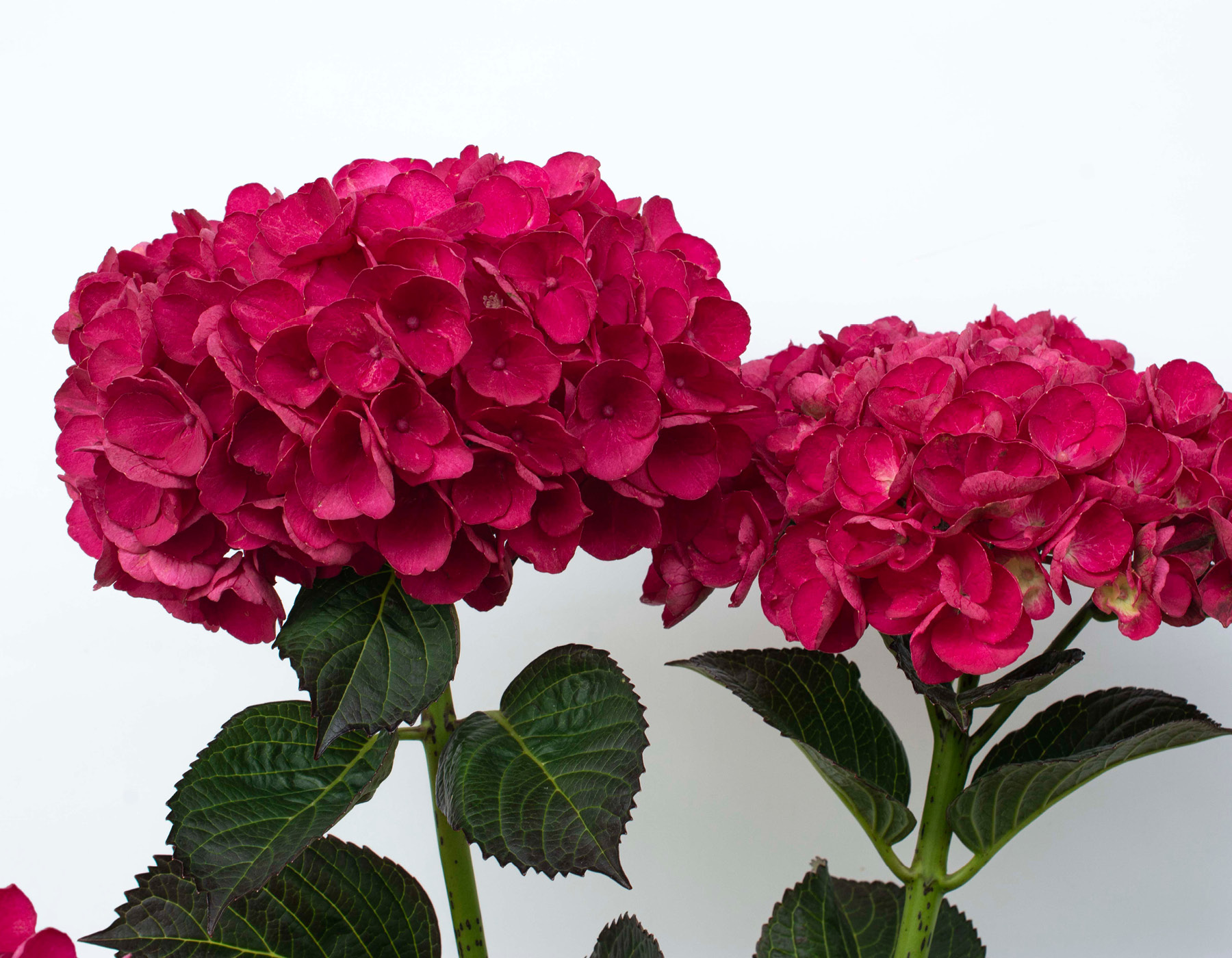 Akadama® Hydrangea | Bloomables