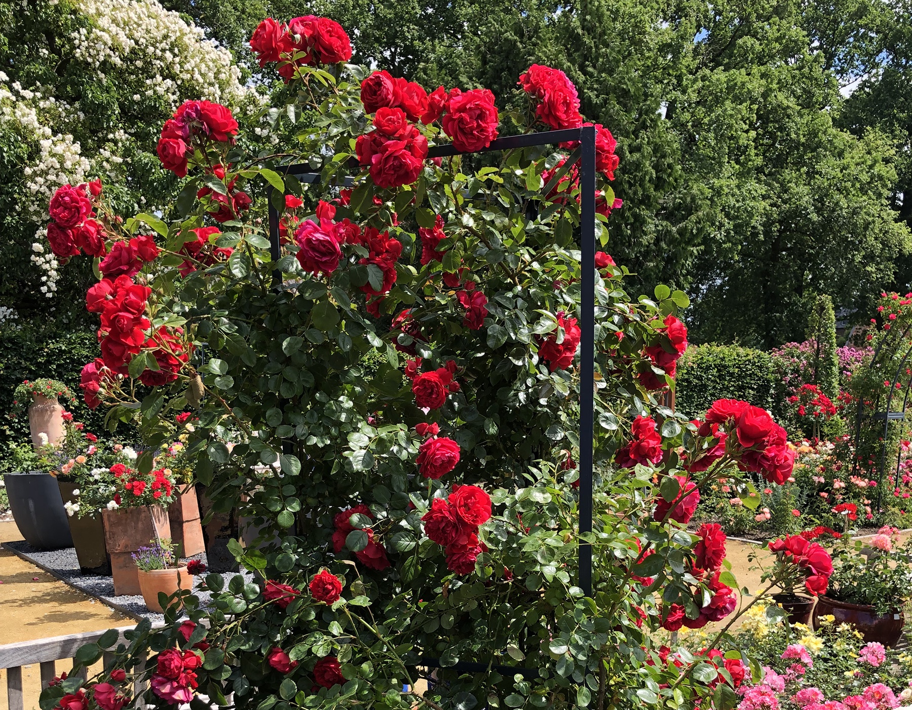 Arborose® Florentina™ | Bloomables