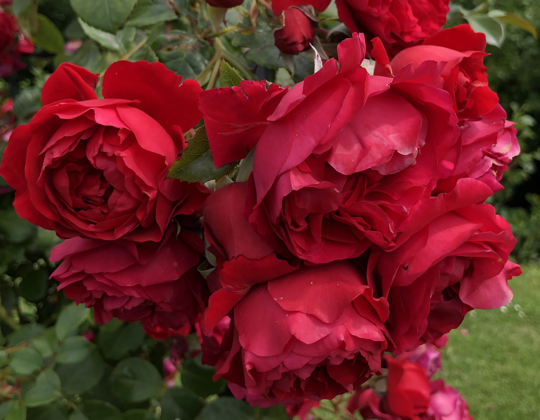 Arborose® Florentina™ | Bloomables