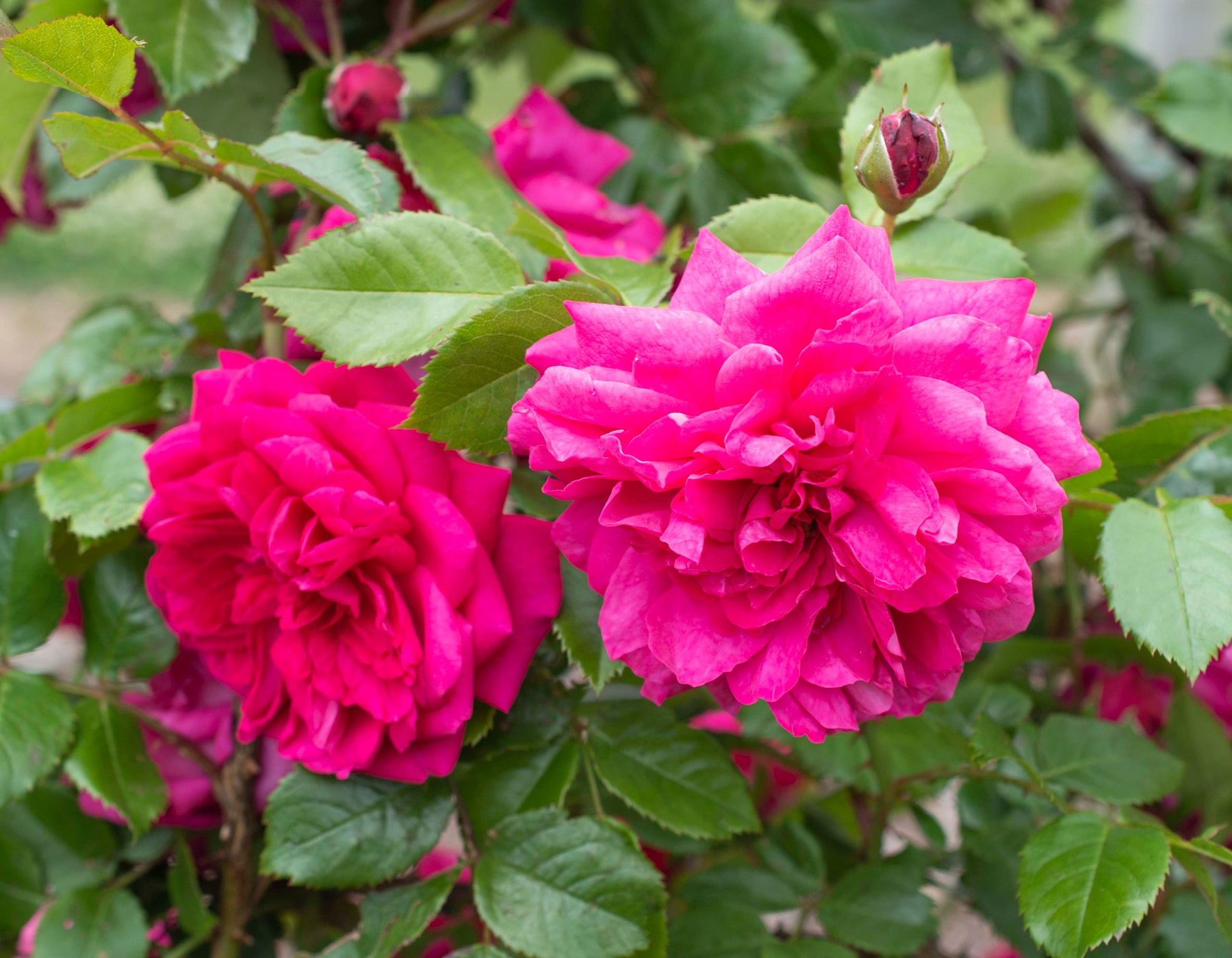 Arborose® Laguna™ | Bloomables