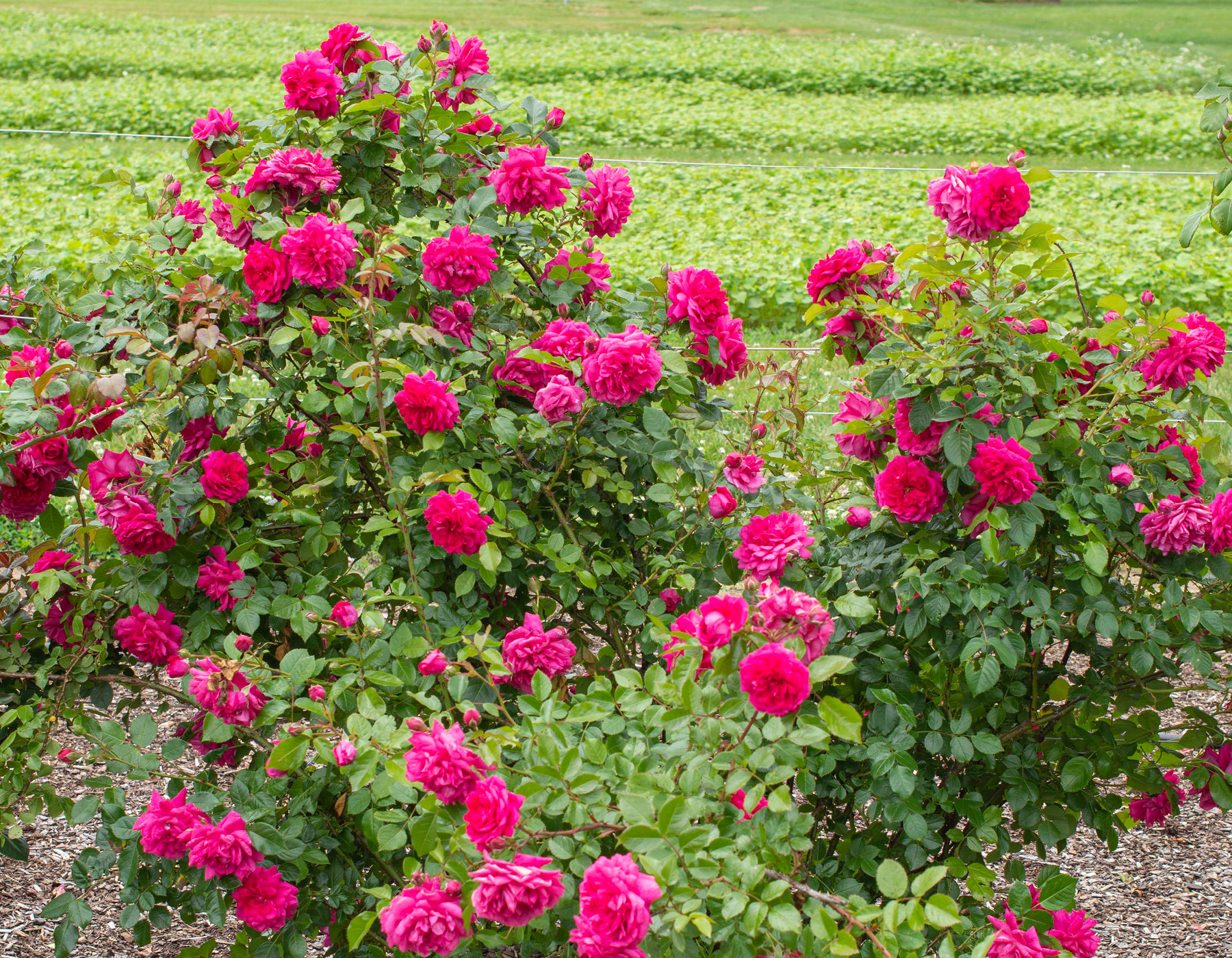 Arborose® Laguna™ | Bloomables