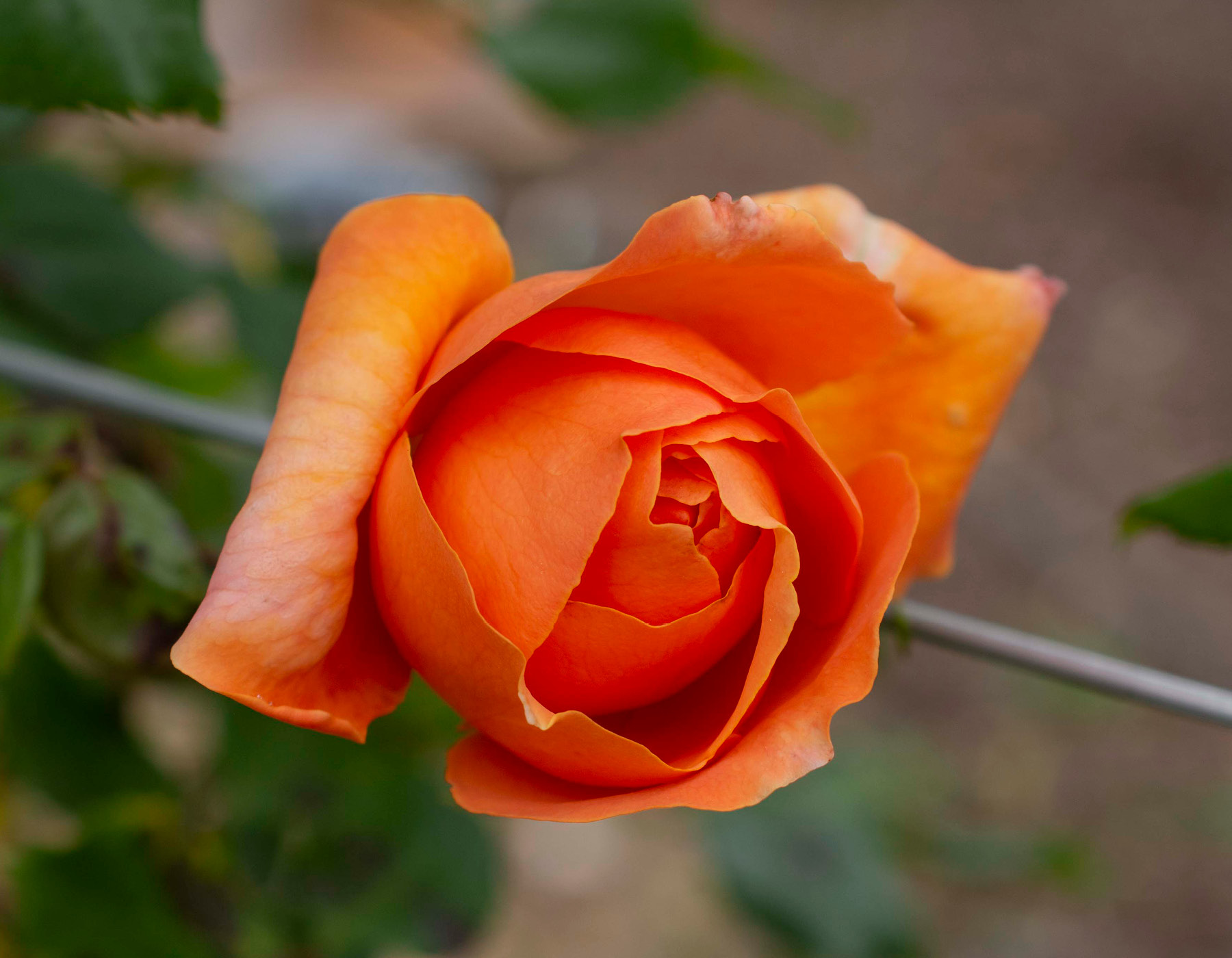 Arborose® Tangerine Skies™ | Bloomables
