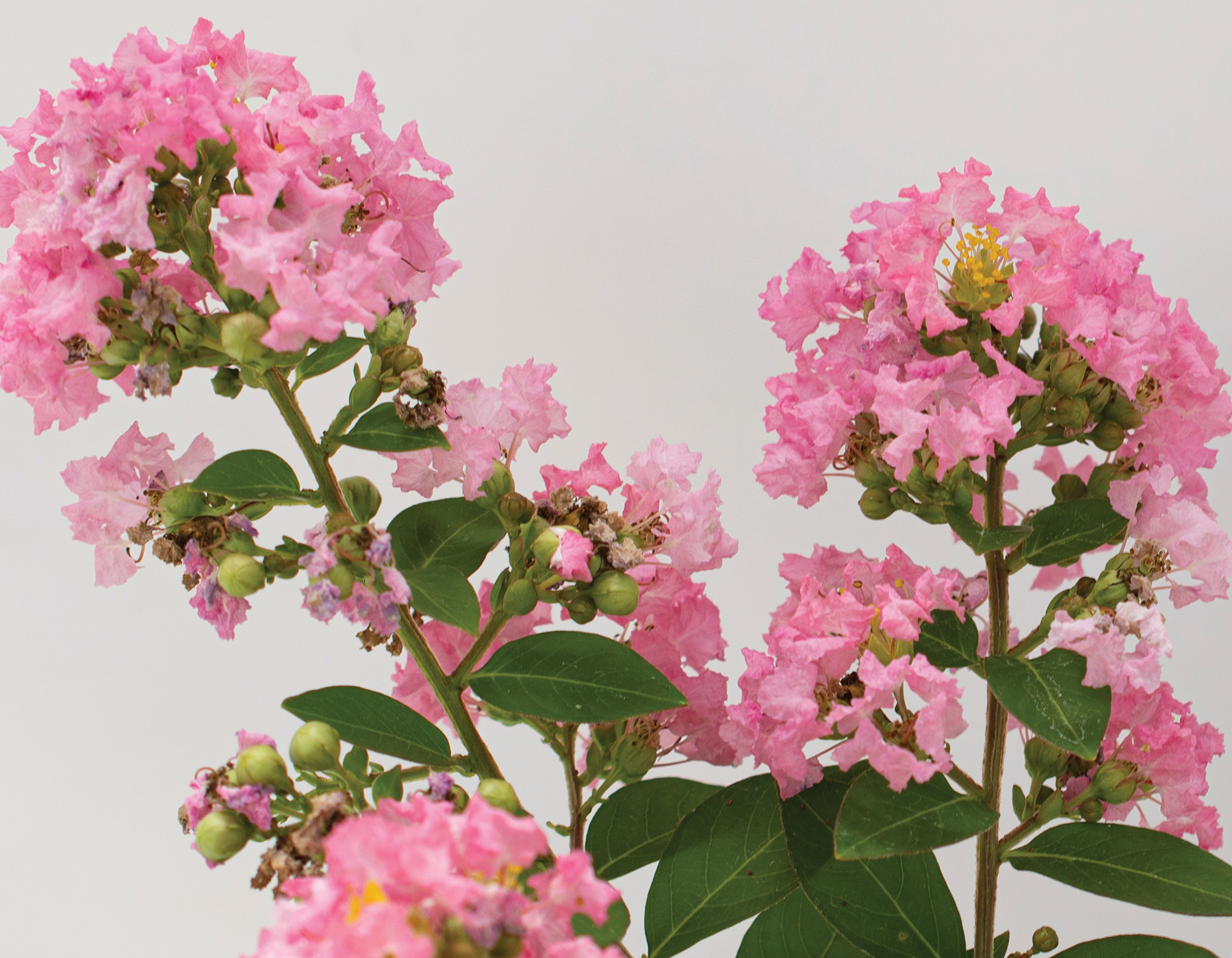 Bellini® Guava Lagerstroemia | Bloomables