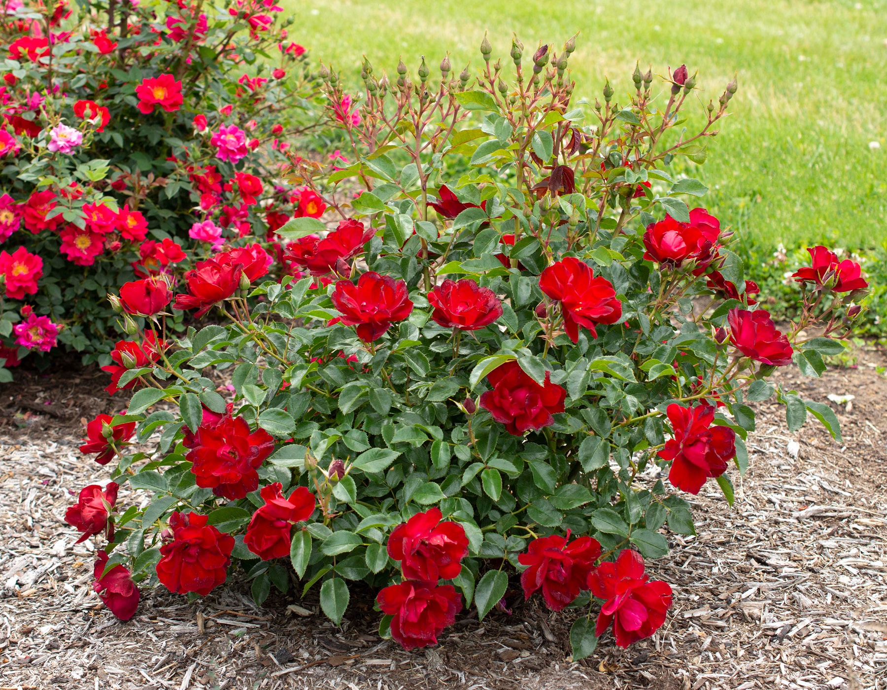 Brick House® | Bloomables