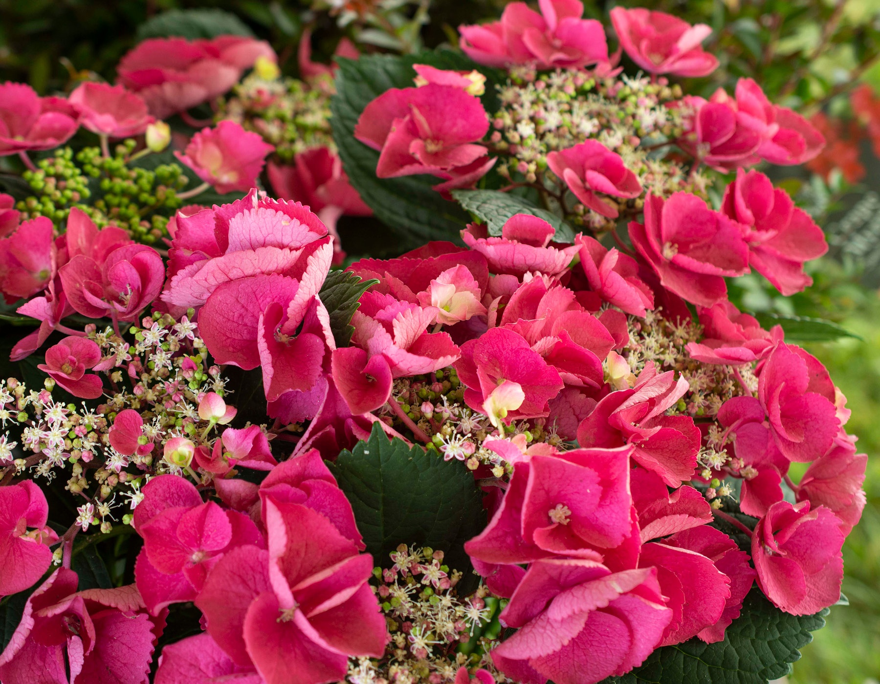 Cherry Explosion™ Hydrangea | Bloomables