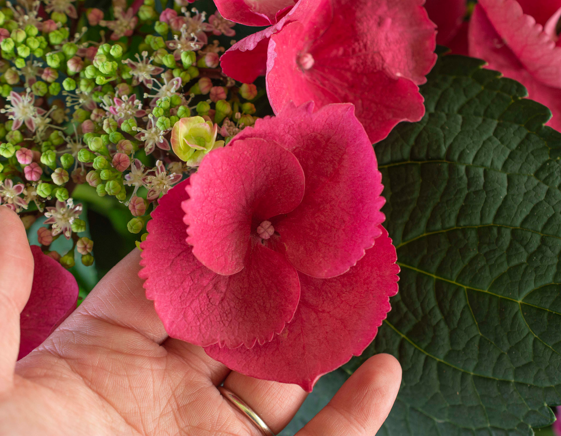 Cherry Explosion™ Hydrangea | Bloomables