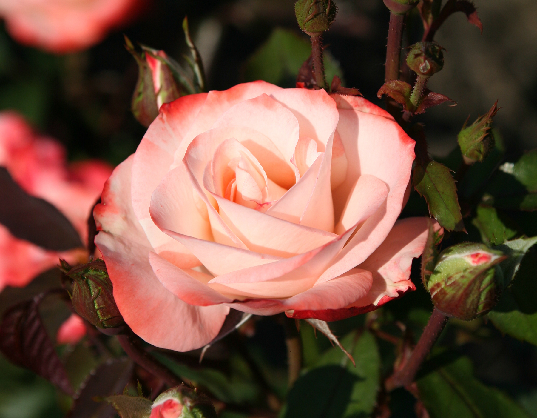 Color Splash™ | Bloomables