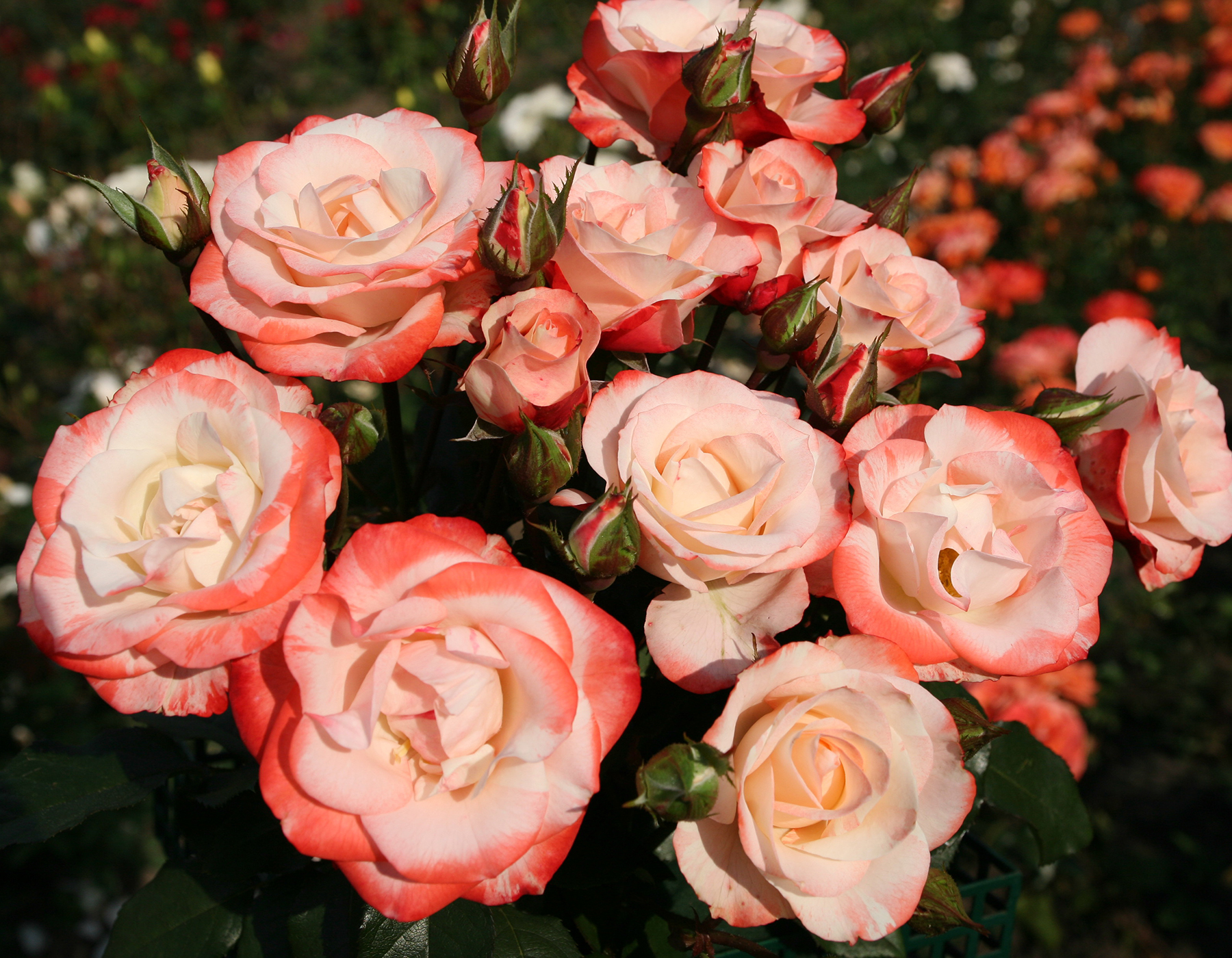 Color Splash™ | Bloomables