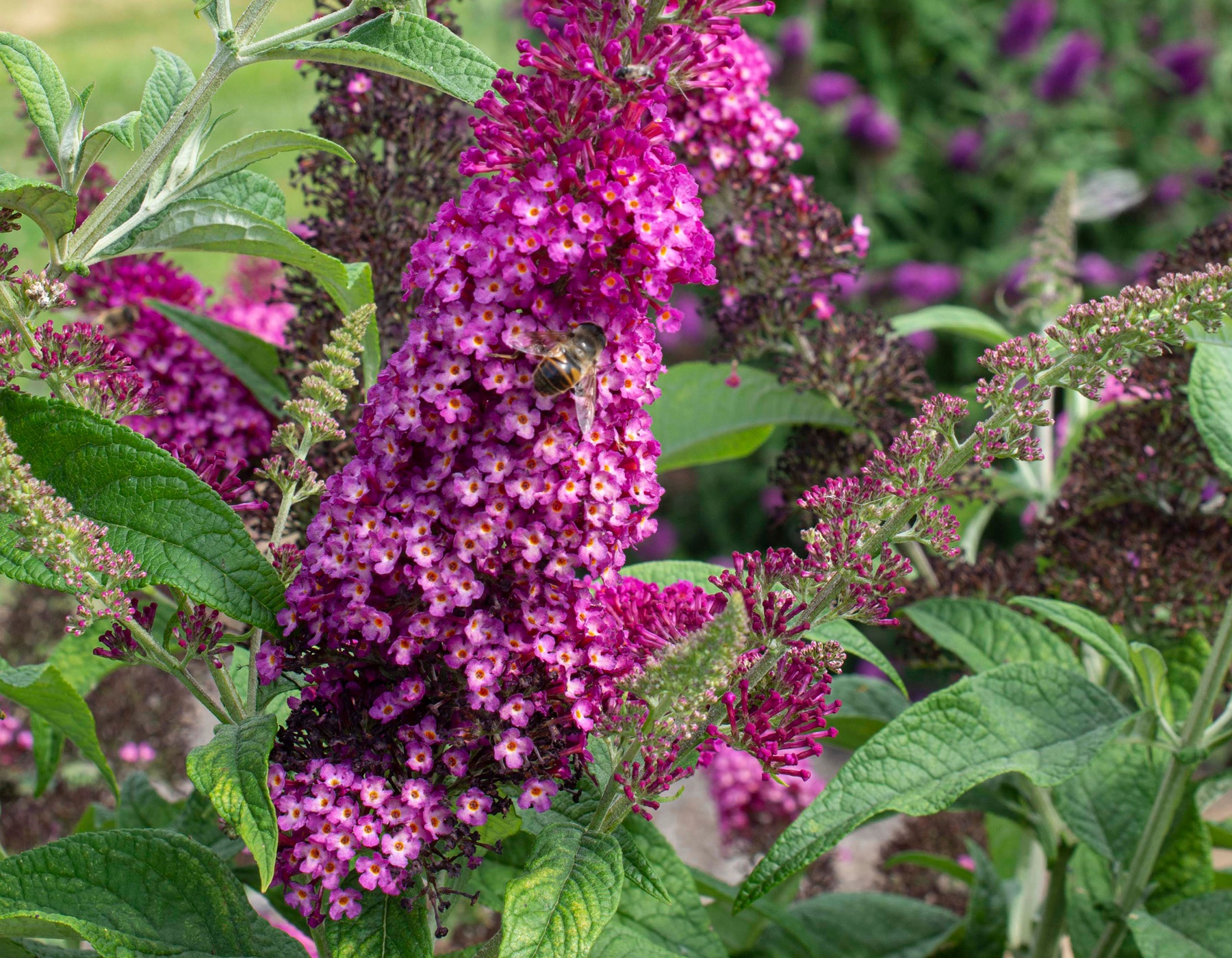 CranRazz™ Buddleia | Bloomables