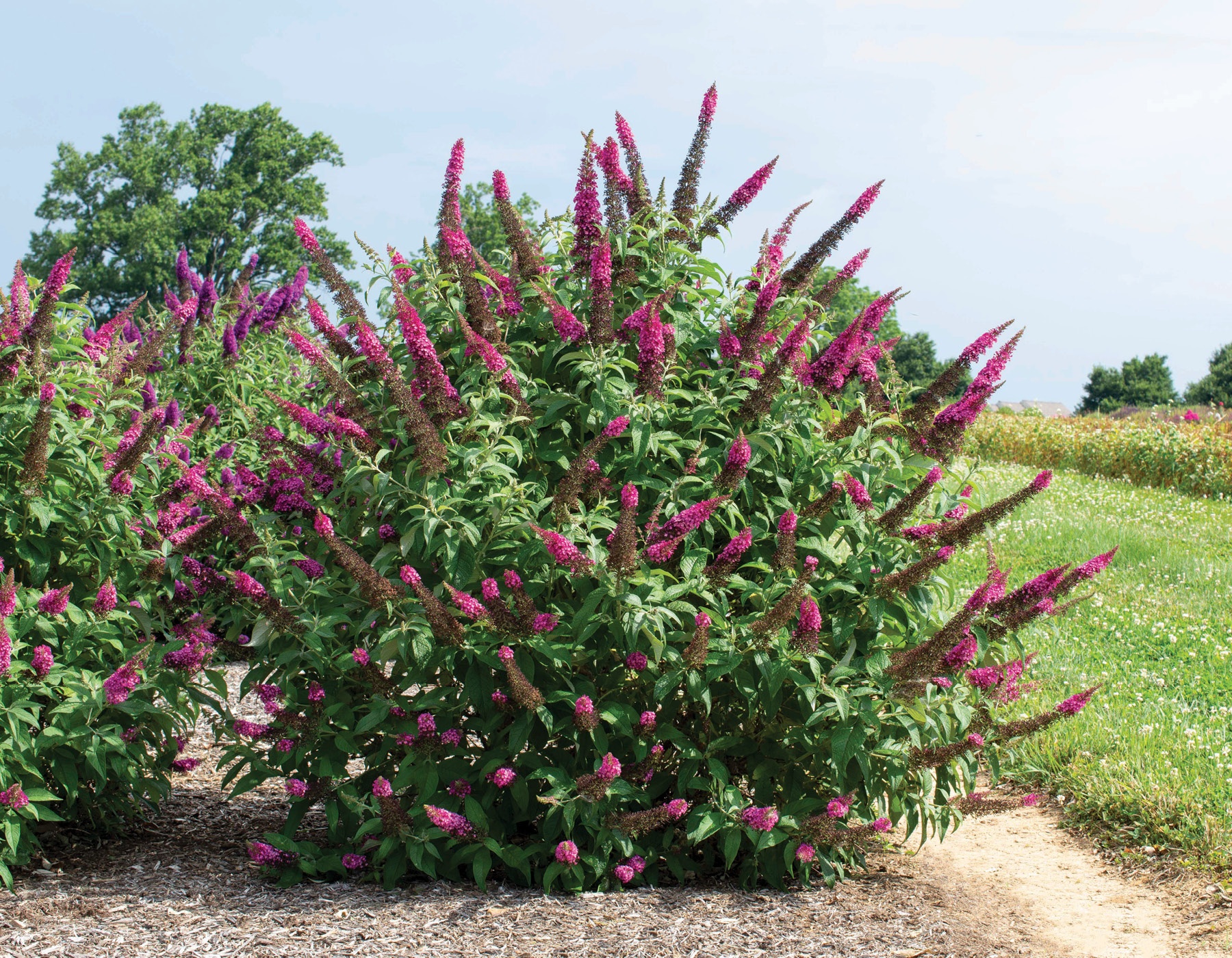 CranRazz™ Buddleia | Bloomables