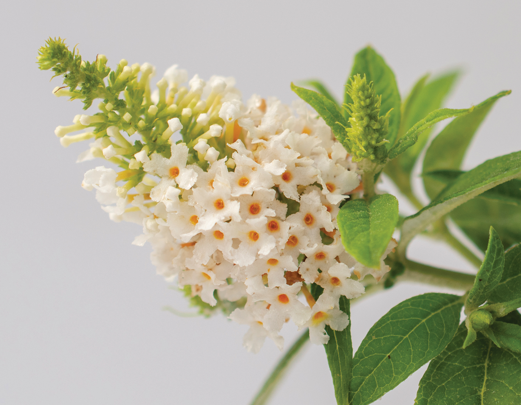 Dapper® White Buddleia | Bloomables