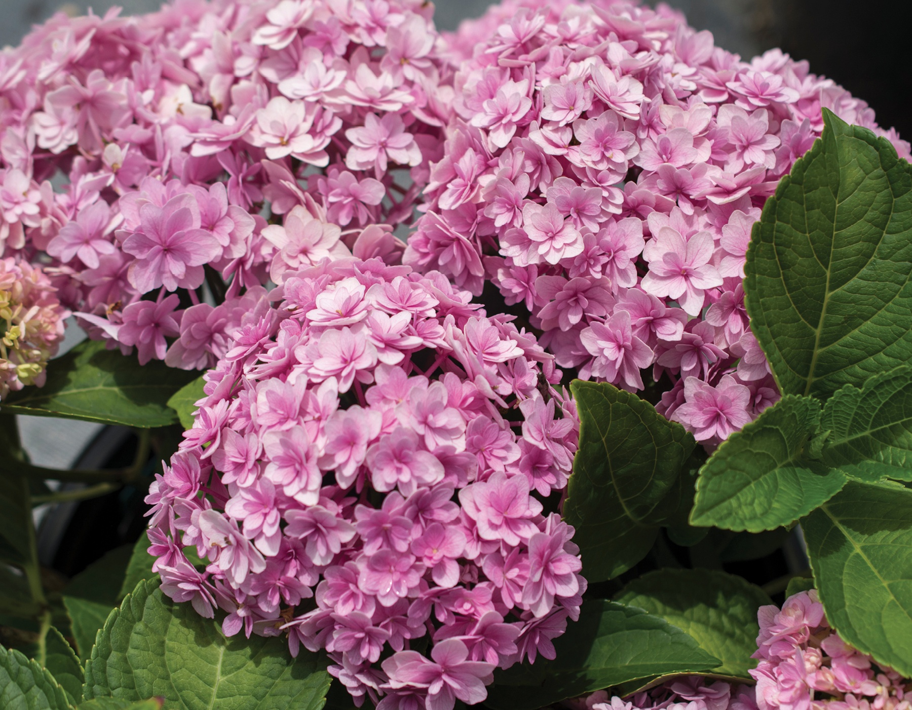 Double Down® Hydrangea | Bloomables