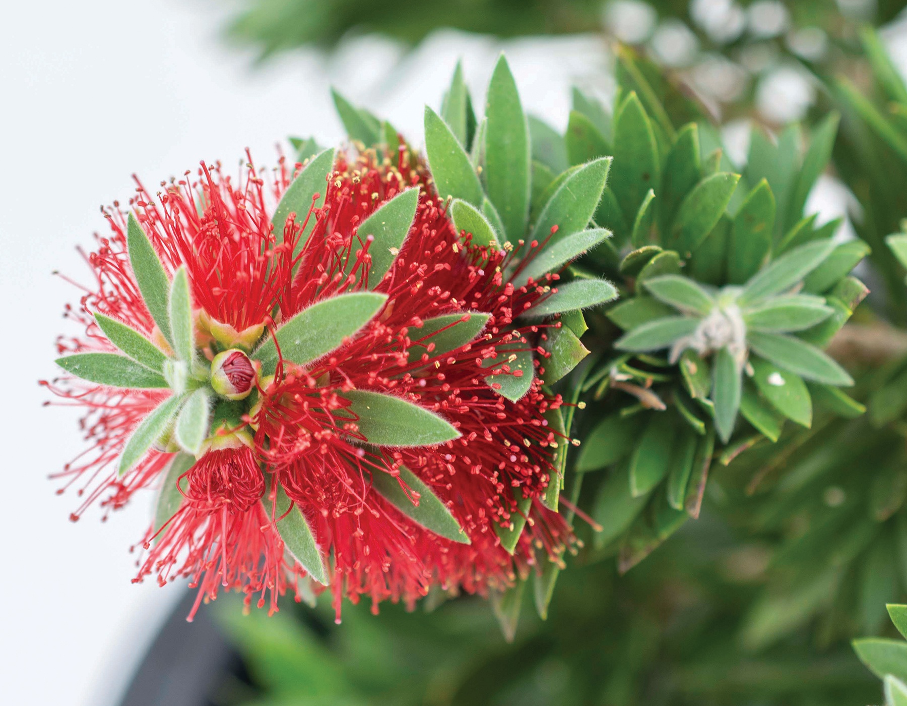 Dragon Fire® Callistemon | Bloomables