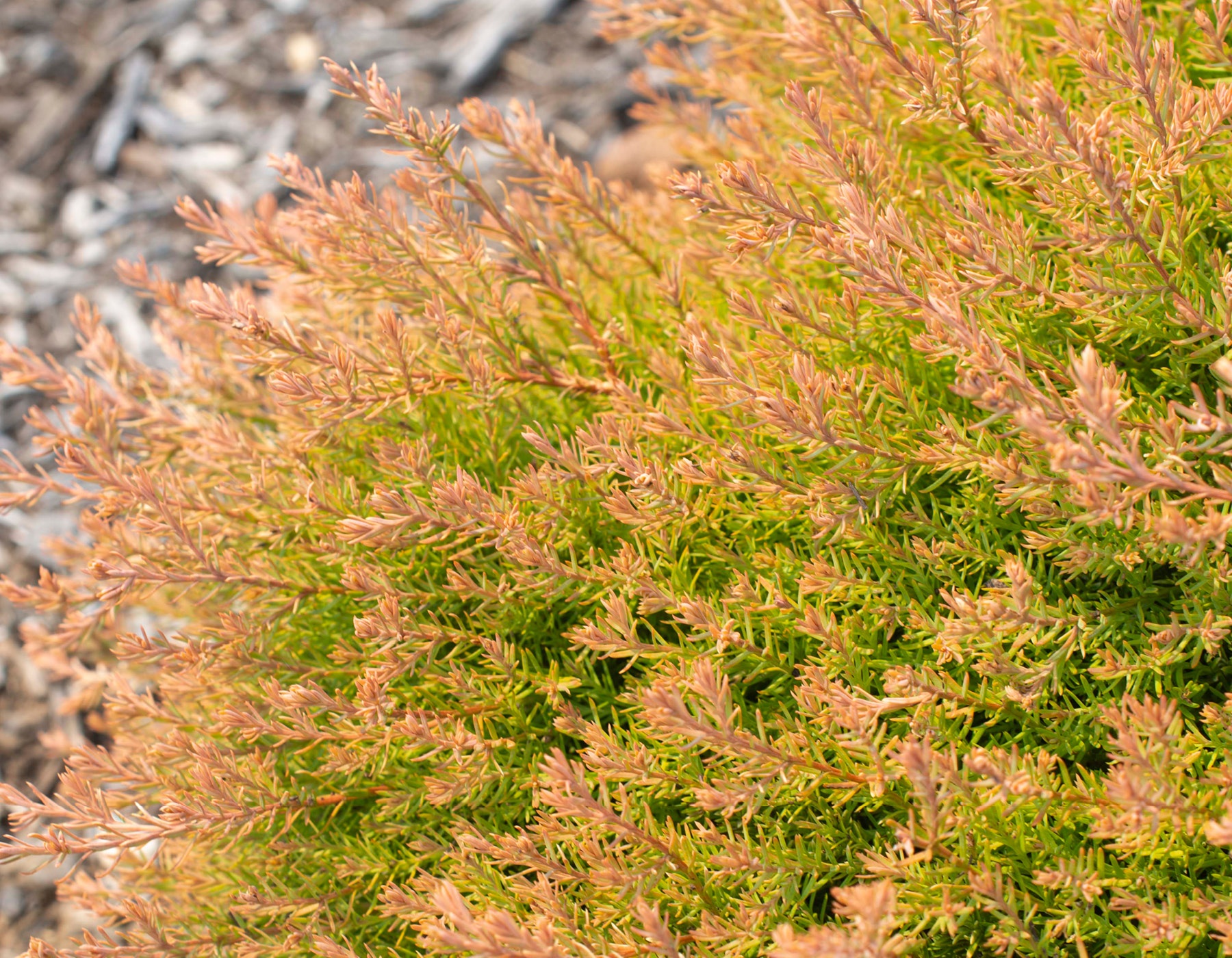 Fire Chief™ Thuja | Bloomables