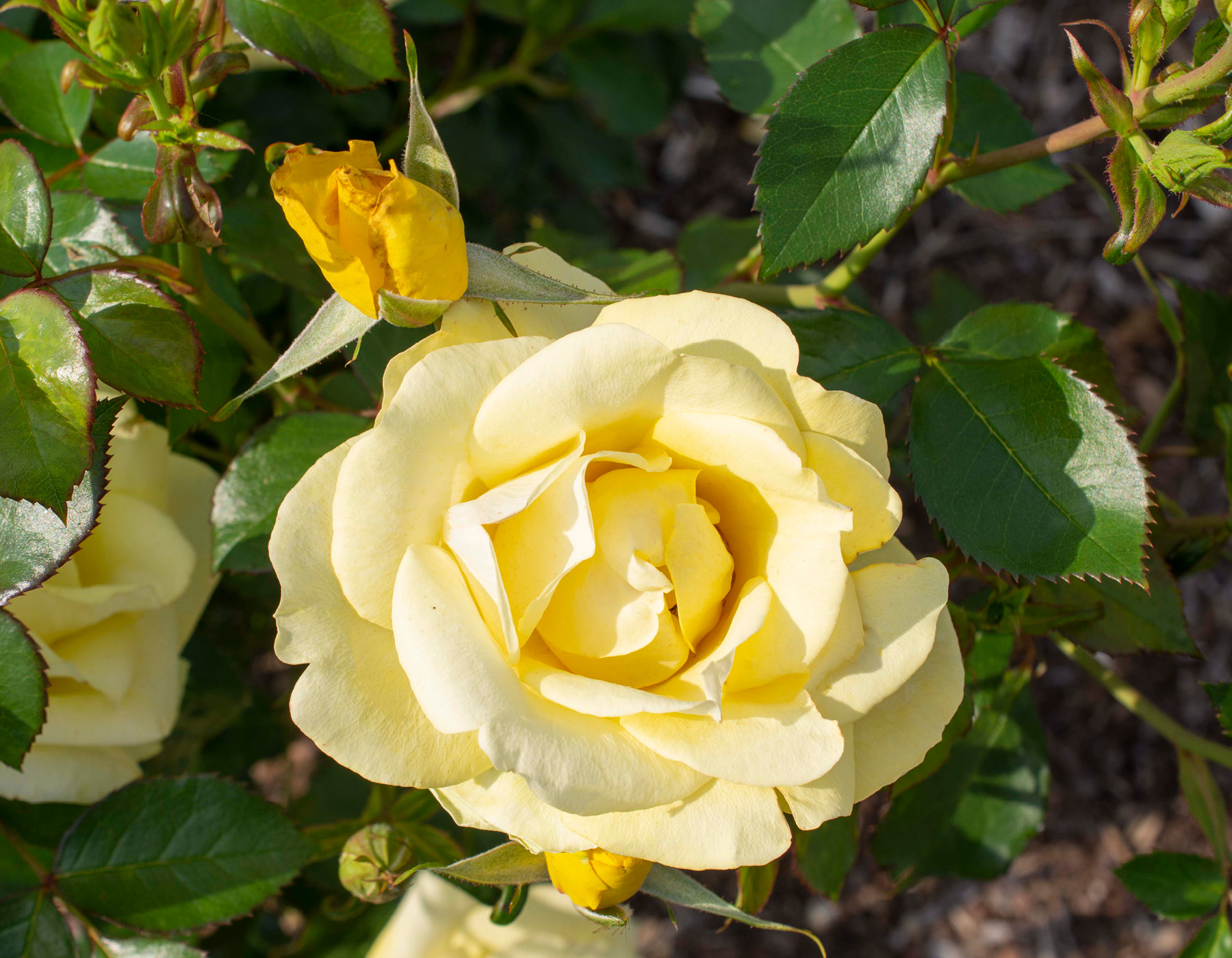 Gilded Sun™ | Bloomables