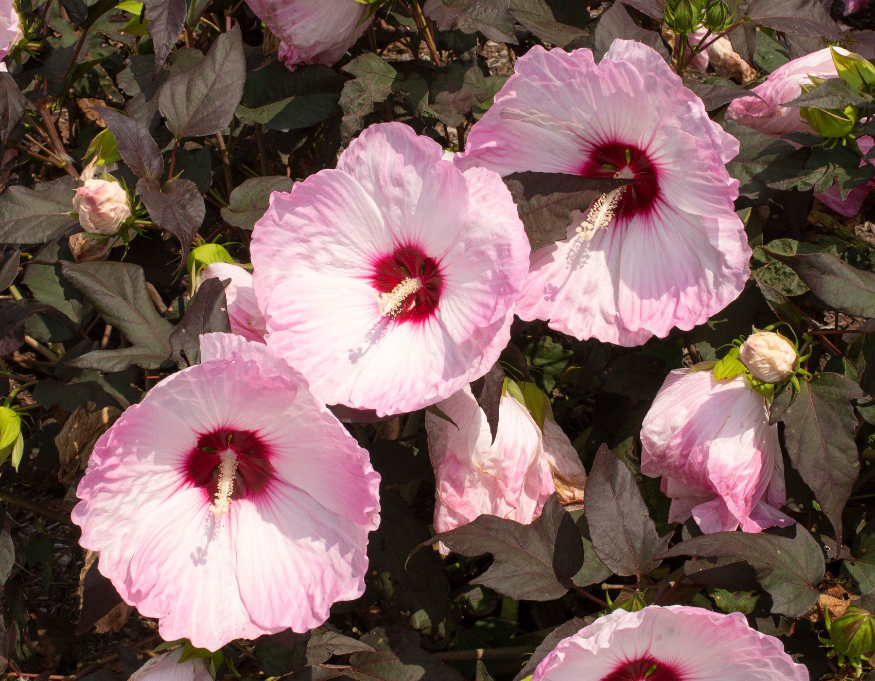 Head Over Heels® Blush Hibiscus | Bloomables