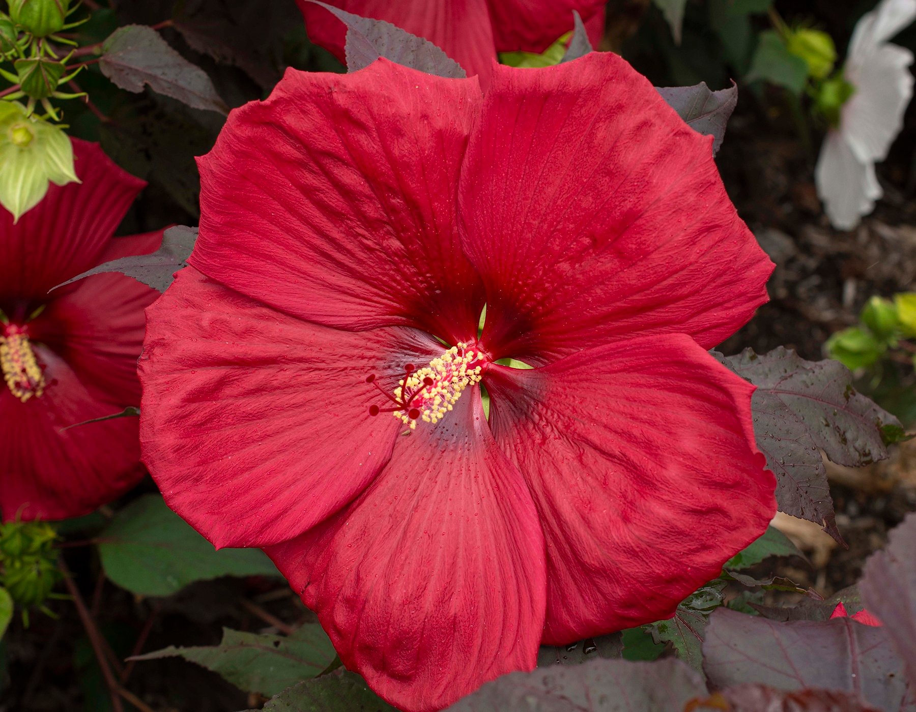 Head Over Heels® Desire™ Hibiscus | Bloomables