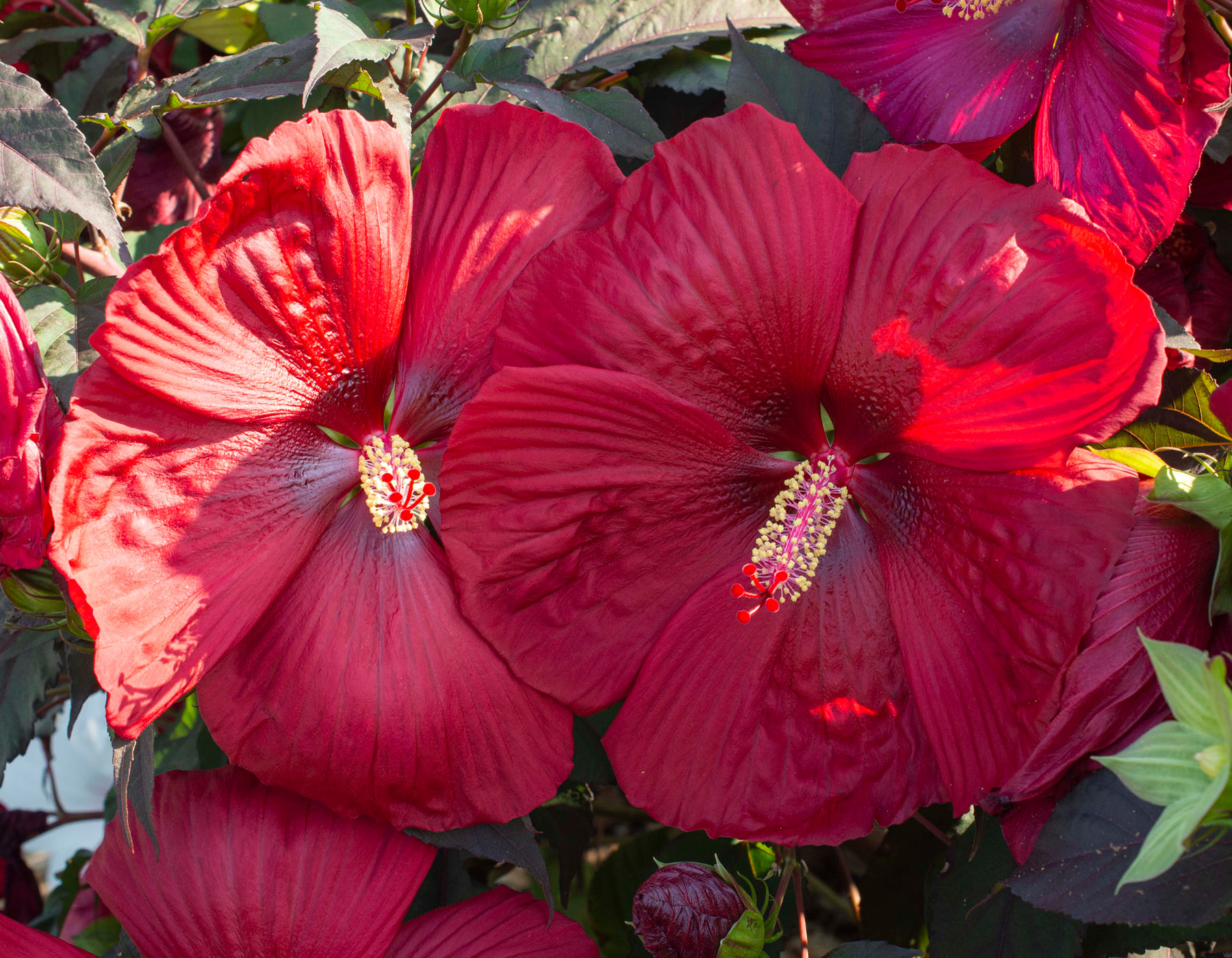 Head Over Heels® Desire™ Hibiscus | Bloomables