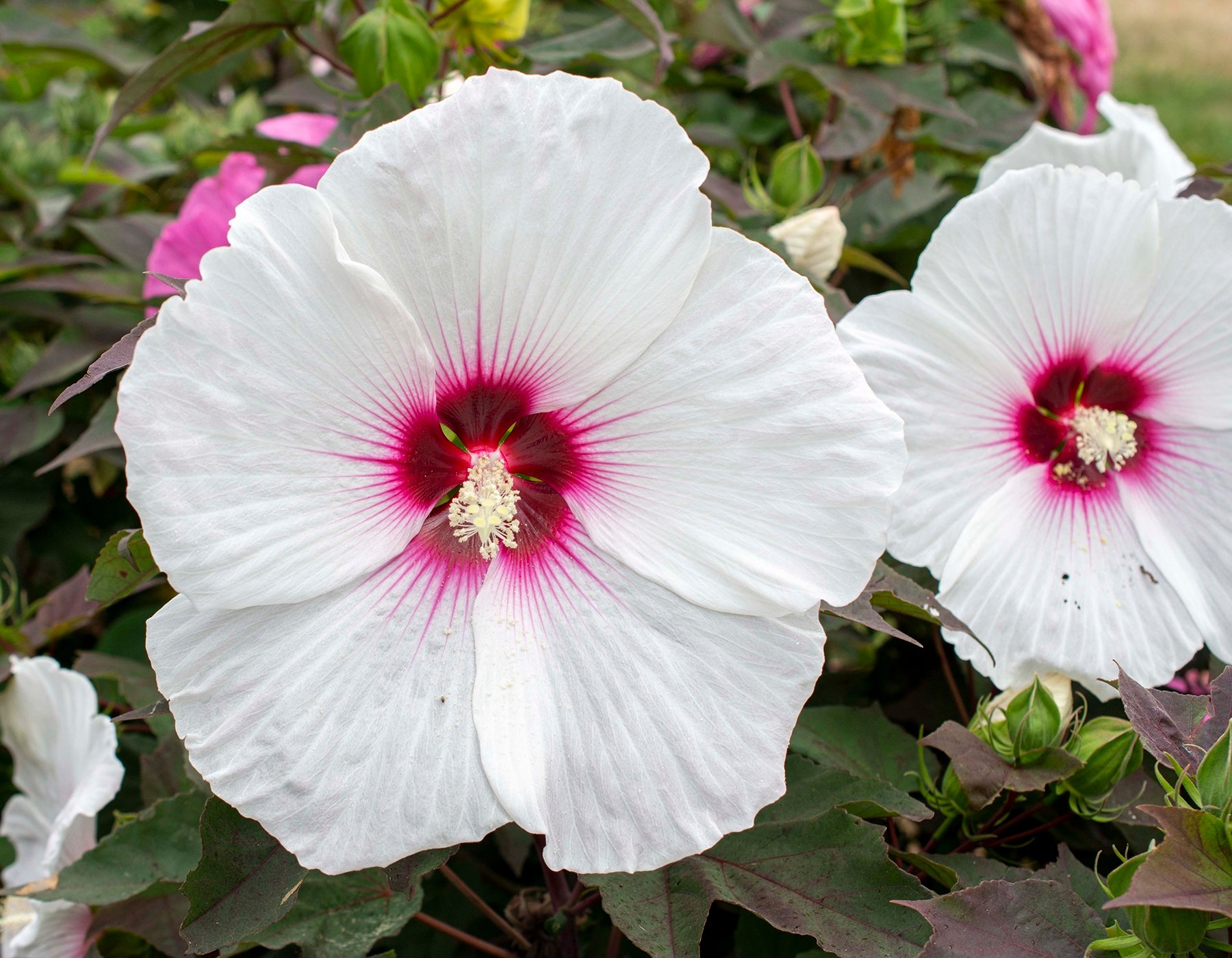 Head Over Heels® Dream™ Hibiscus | Bloomables