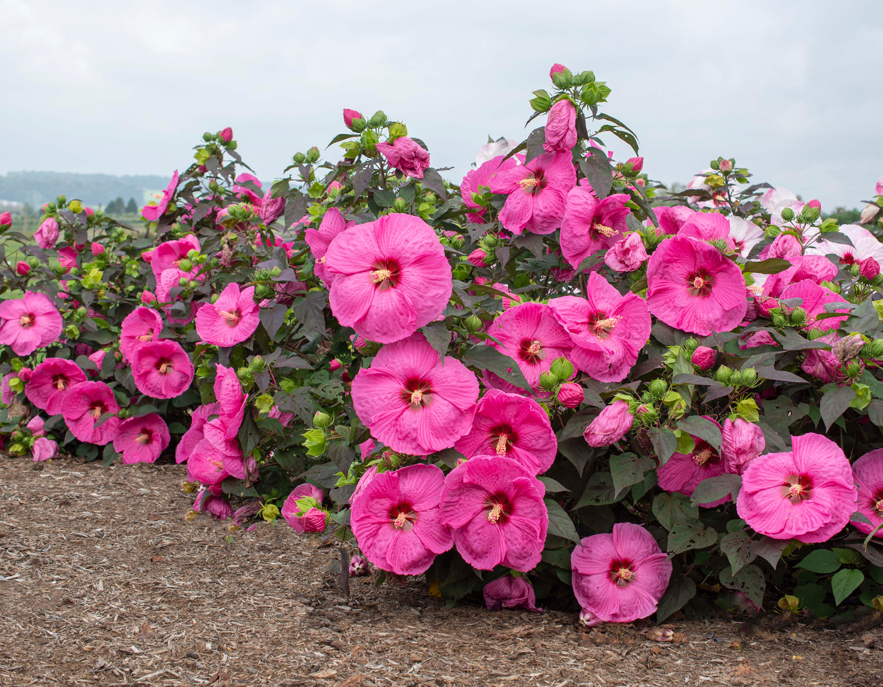 Head Over Heels® Passion™ Hibiscus | Bloomables