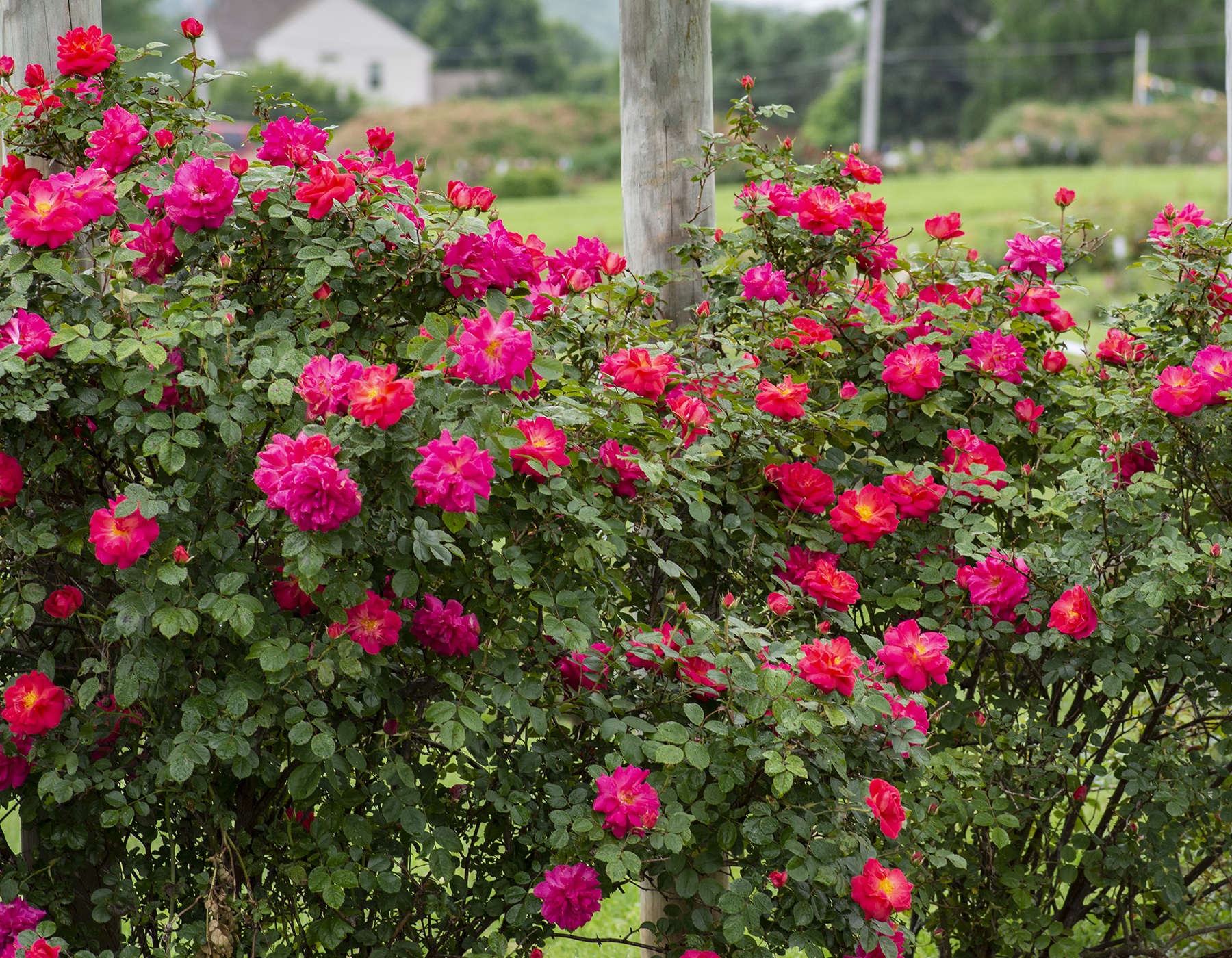 Highwire Flyer™ | Bloomables