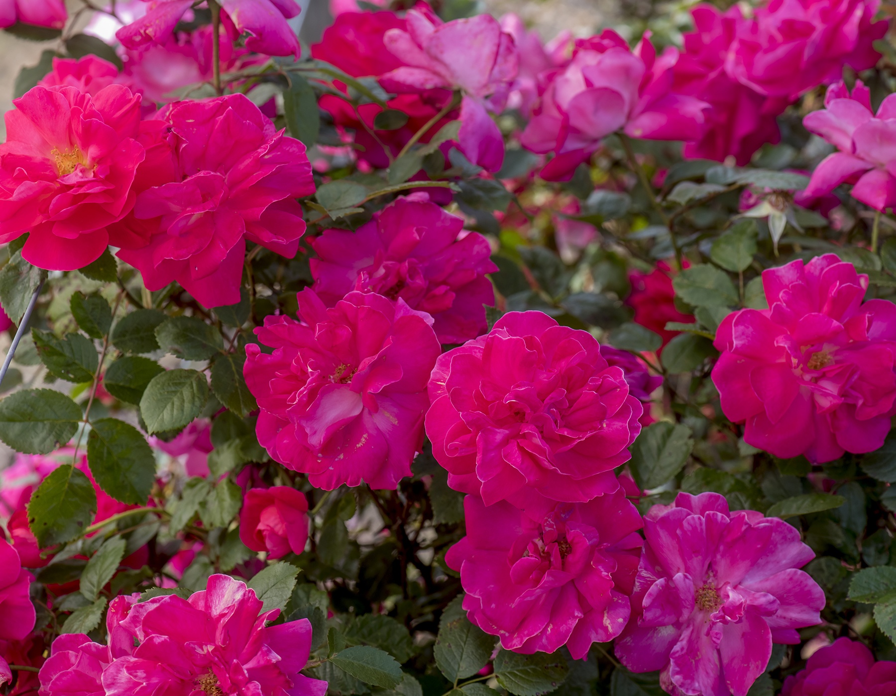 Highwire Flyer™ | Bloomables