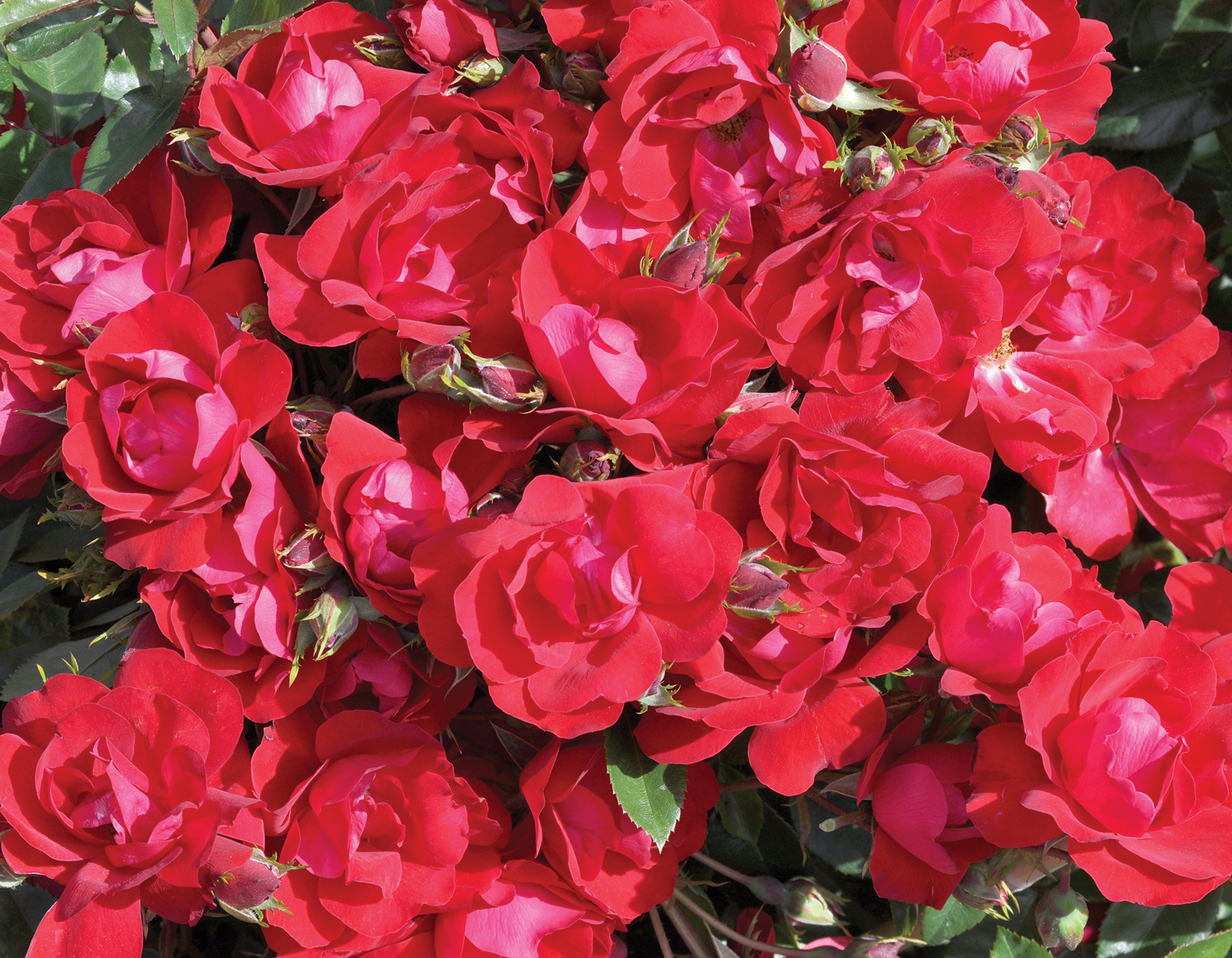 Kolorscape® Kardinal™ | Bloomables