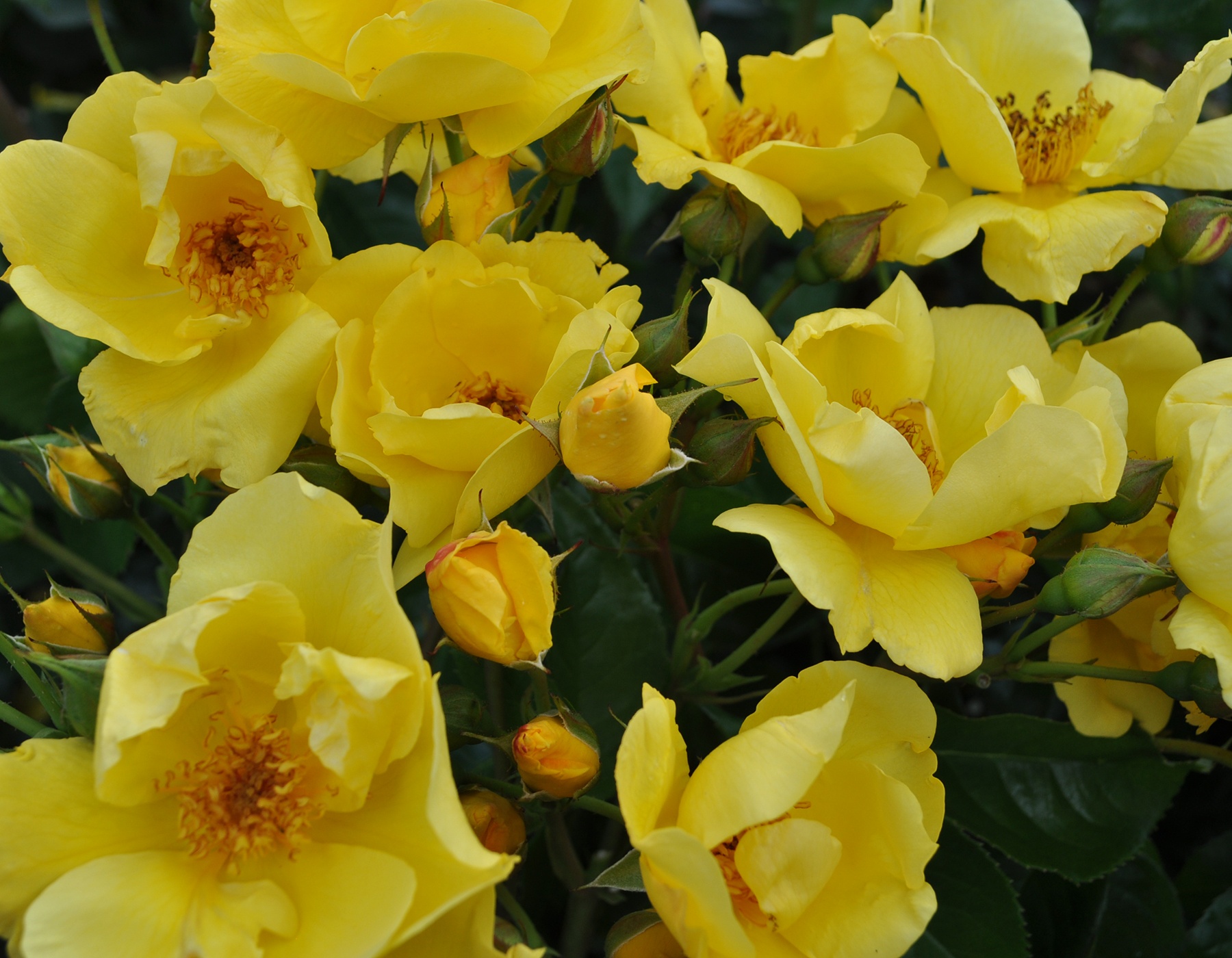 Kolorscape® Lemon Fizz™ | Bloomables