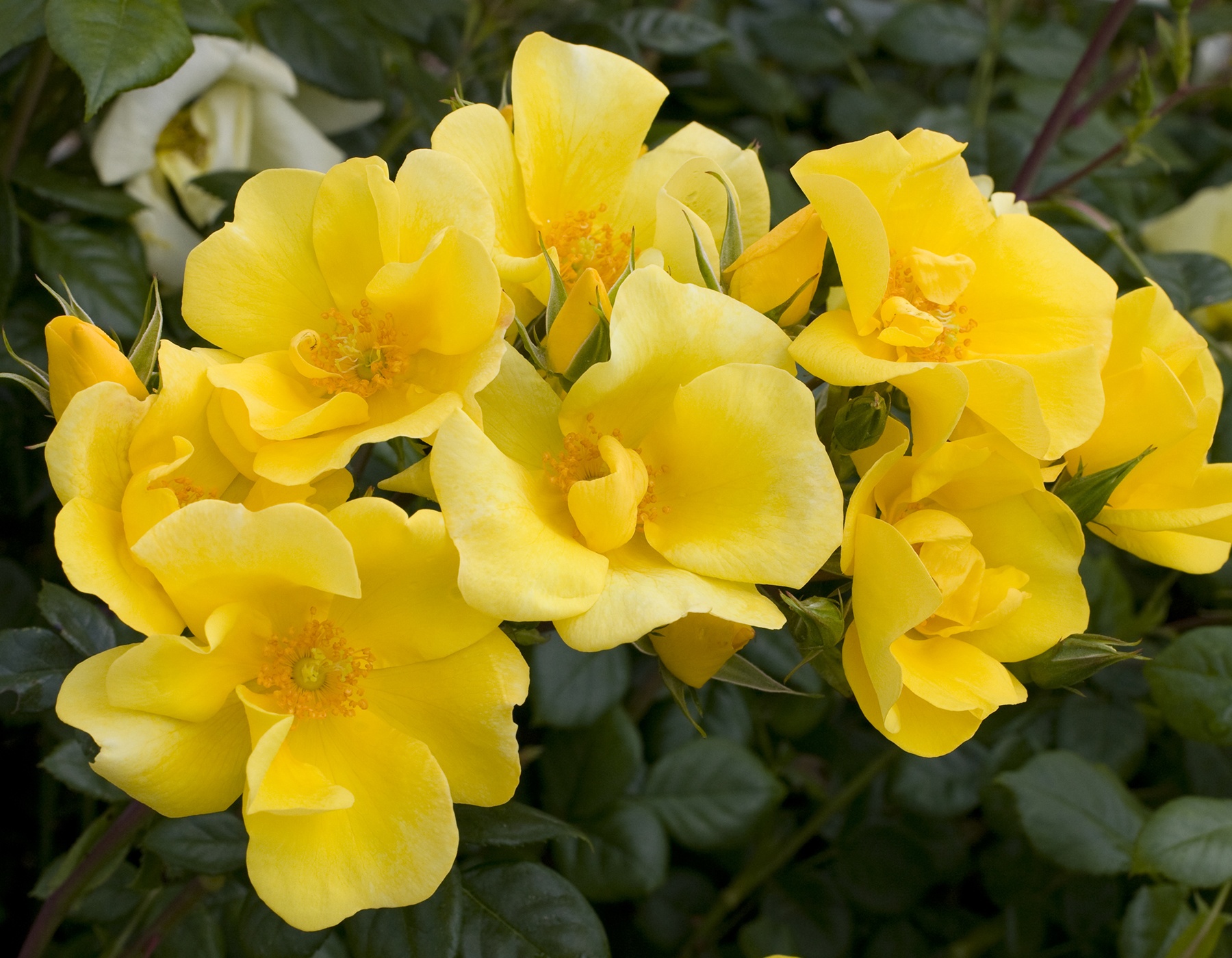 Limoncello™ | Bloomables