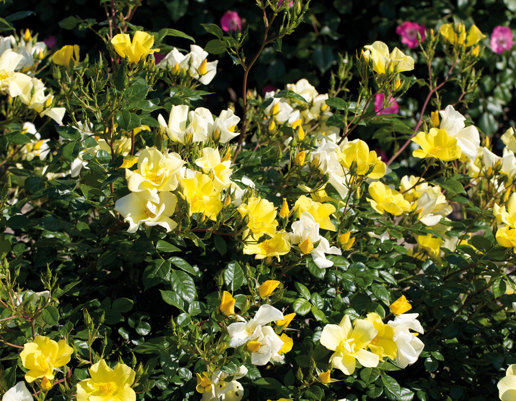 Limoncello™ | Bloomables