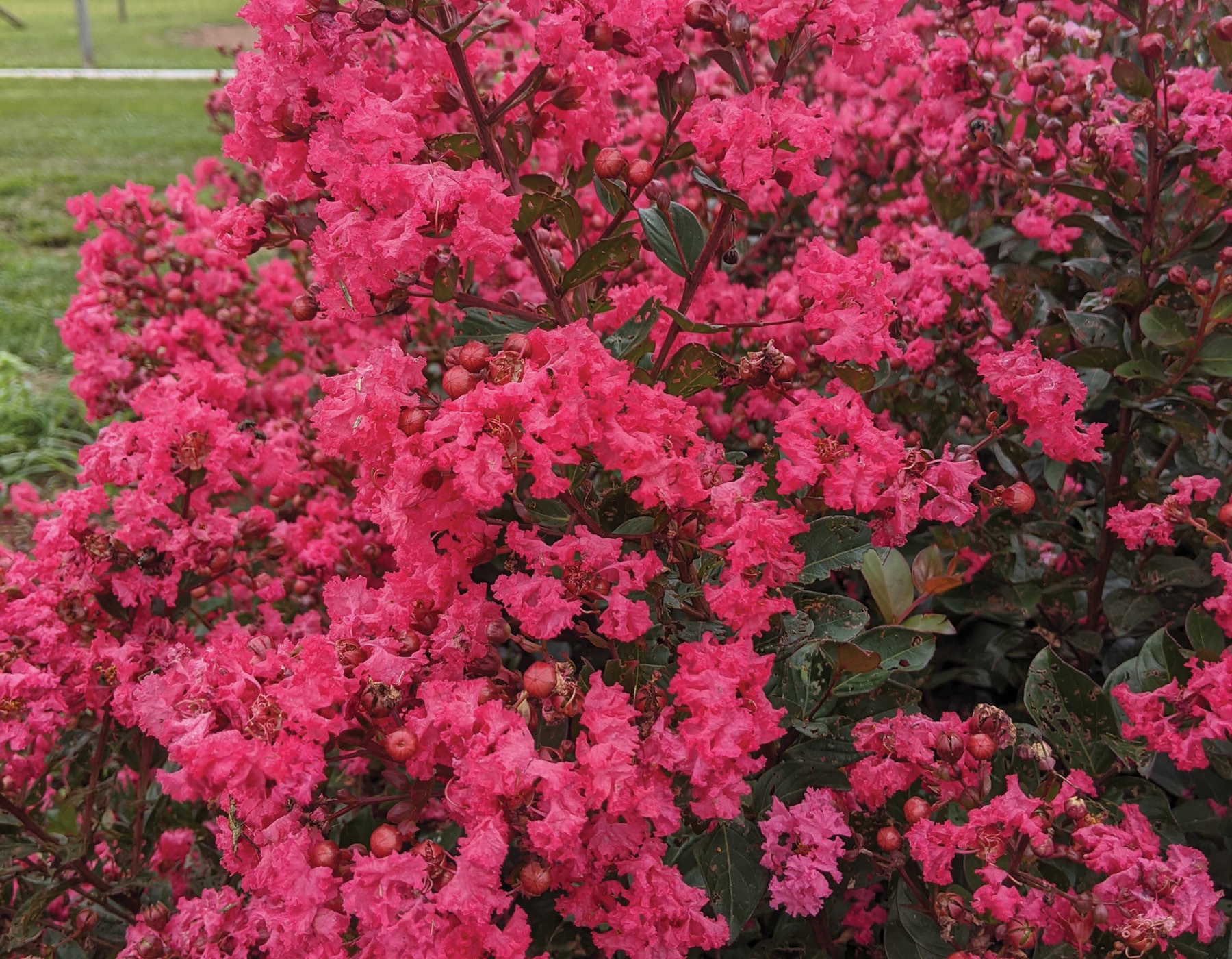 My Fair Myrtle® Lagerstroemia | Bloomables