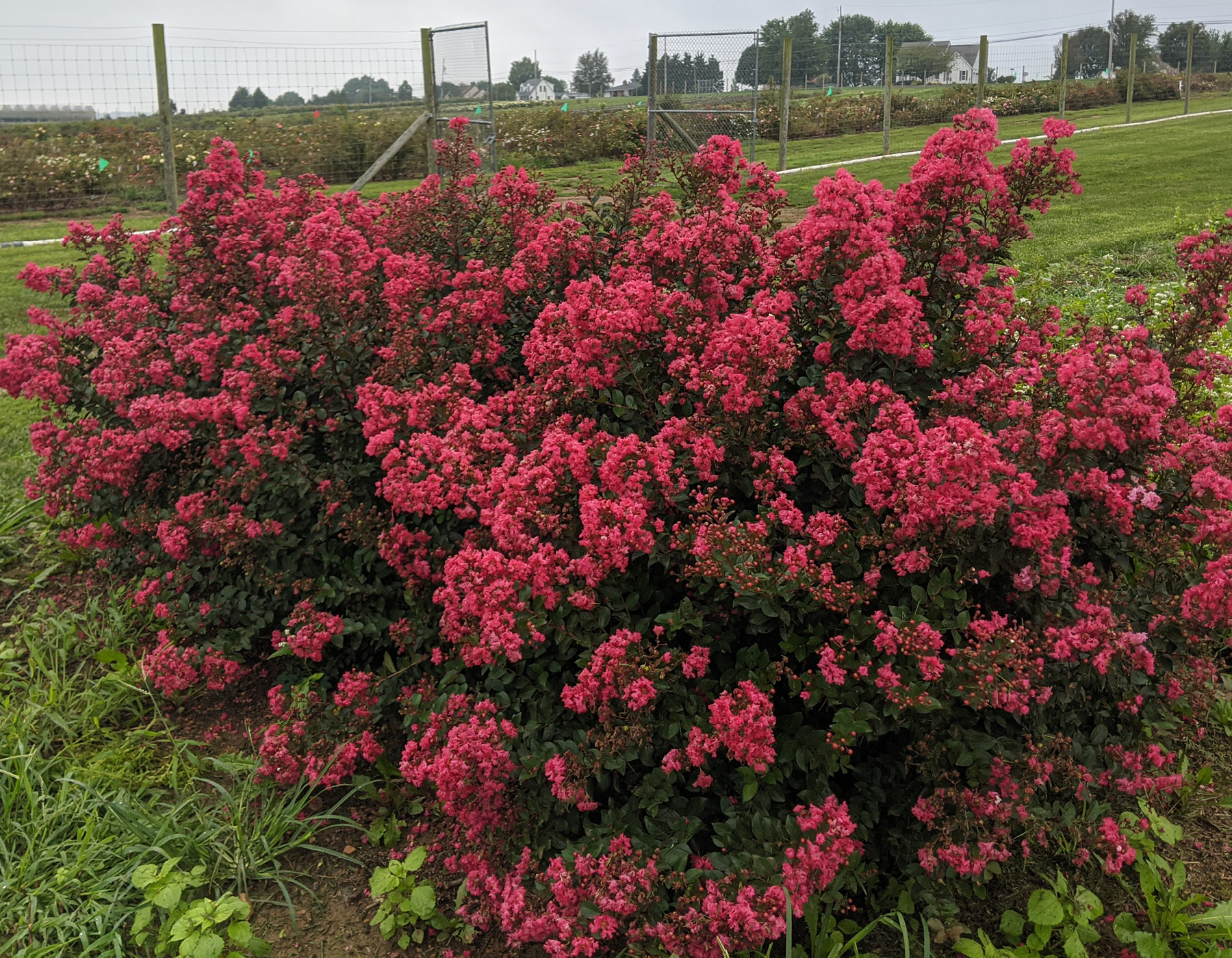 My Fair Myrtle® Lagerstroemia | Bloomables