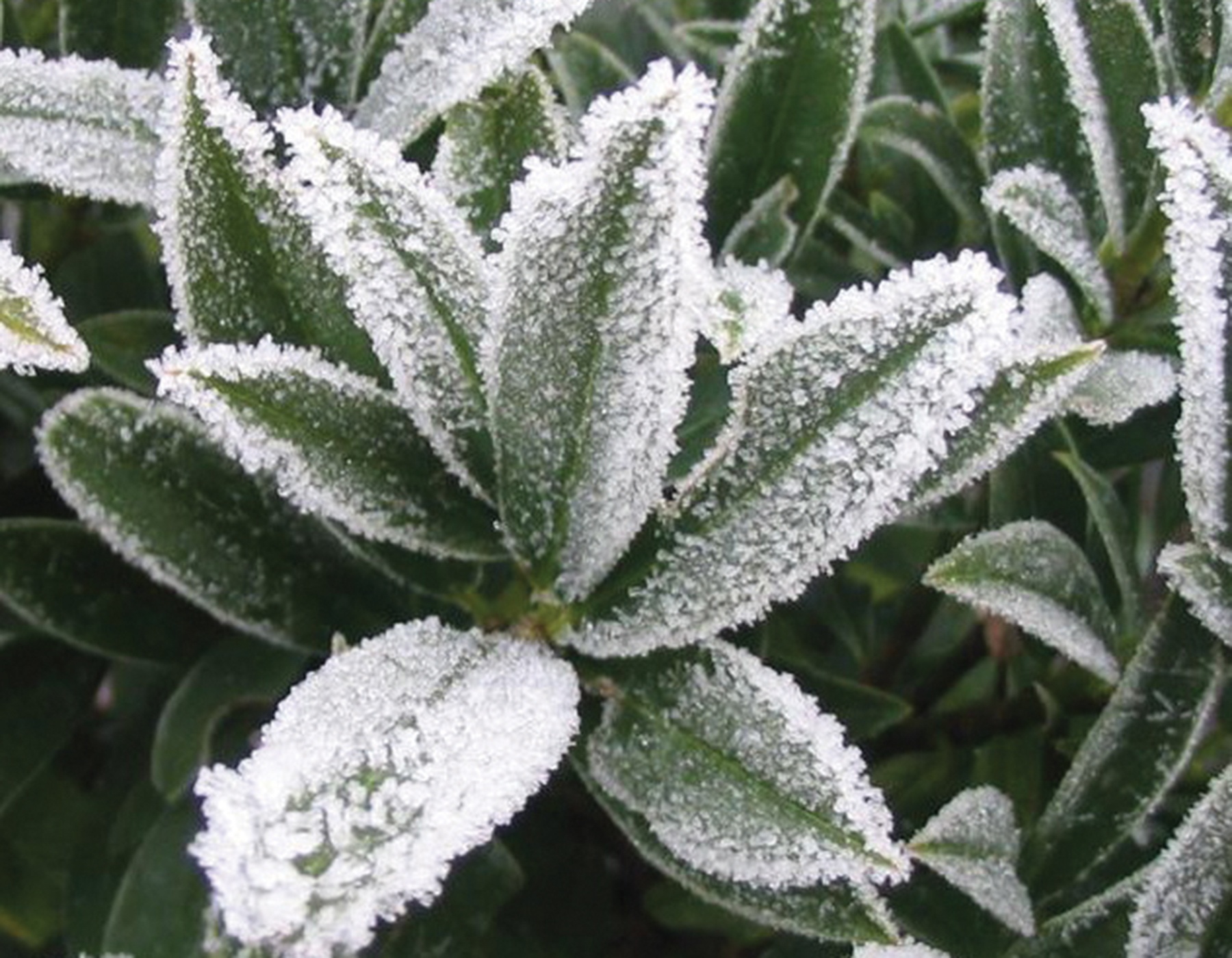 Napoleon® Prunus | Bloomables