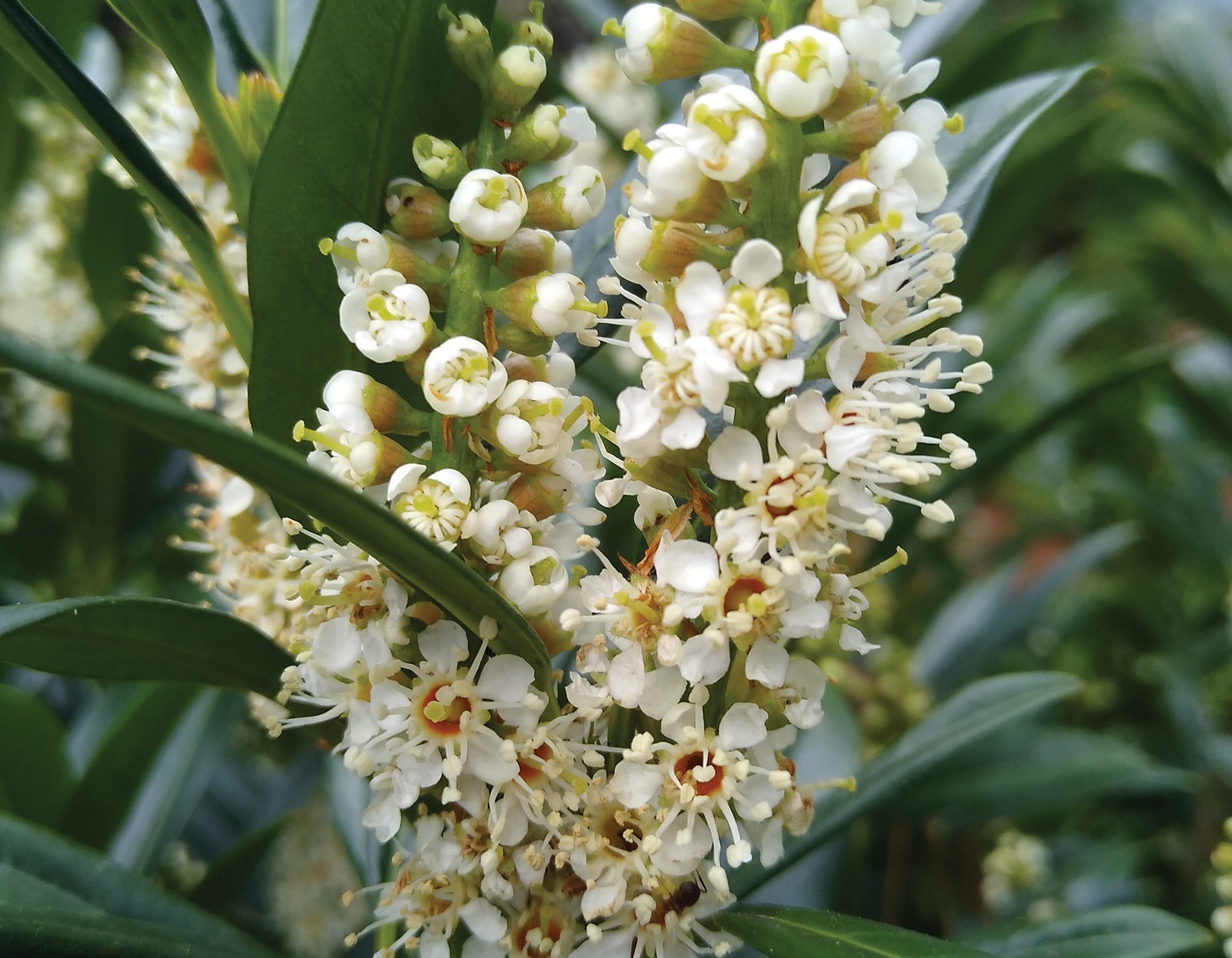 Napoleon® Prunus | Bloomables
