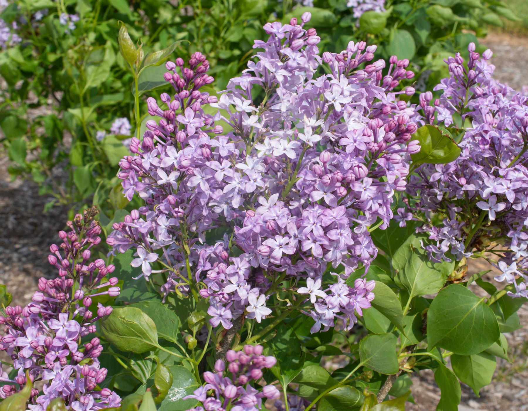 New Age™ Lavender Syringa | Bloomables