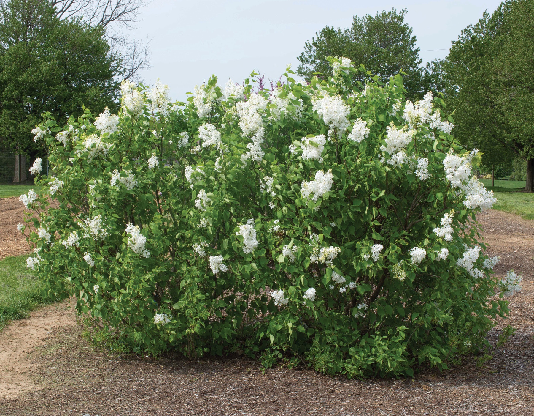 New Age™ White Syringa | Bloomables