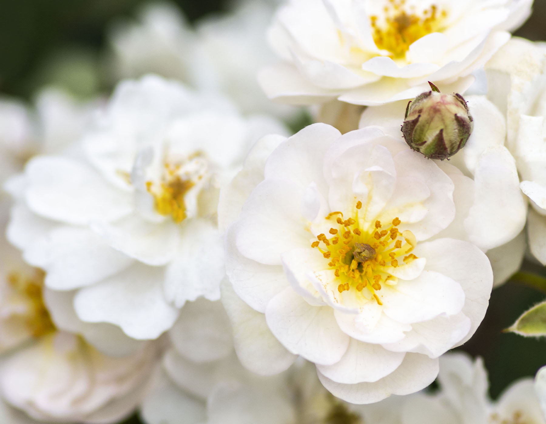 Pretty Polly® White | Bloomables