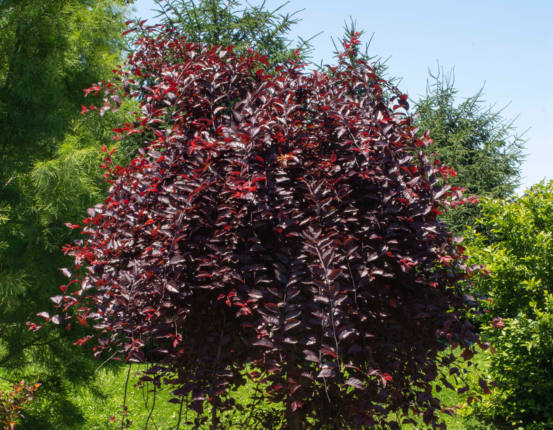Purple Plunge® Prunus | Bloomables