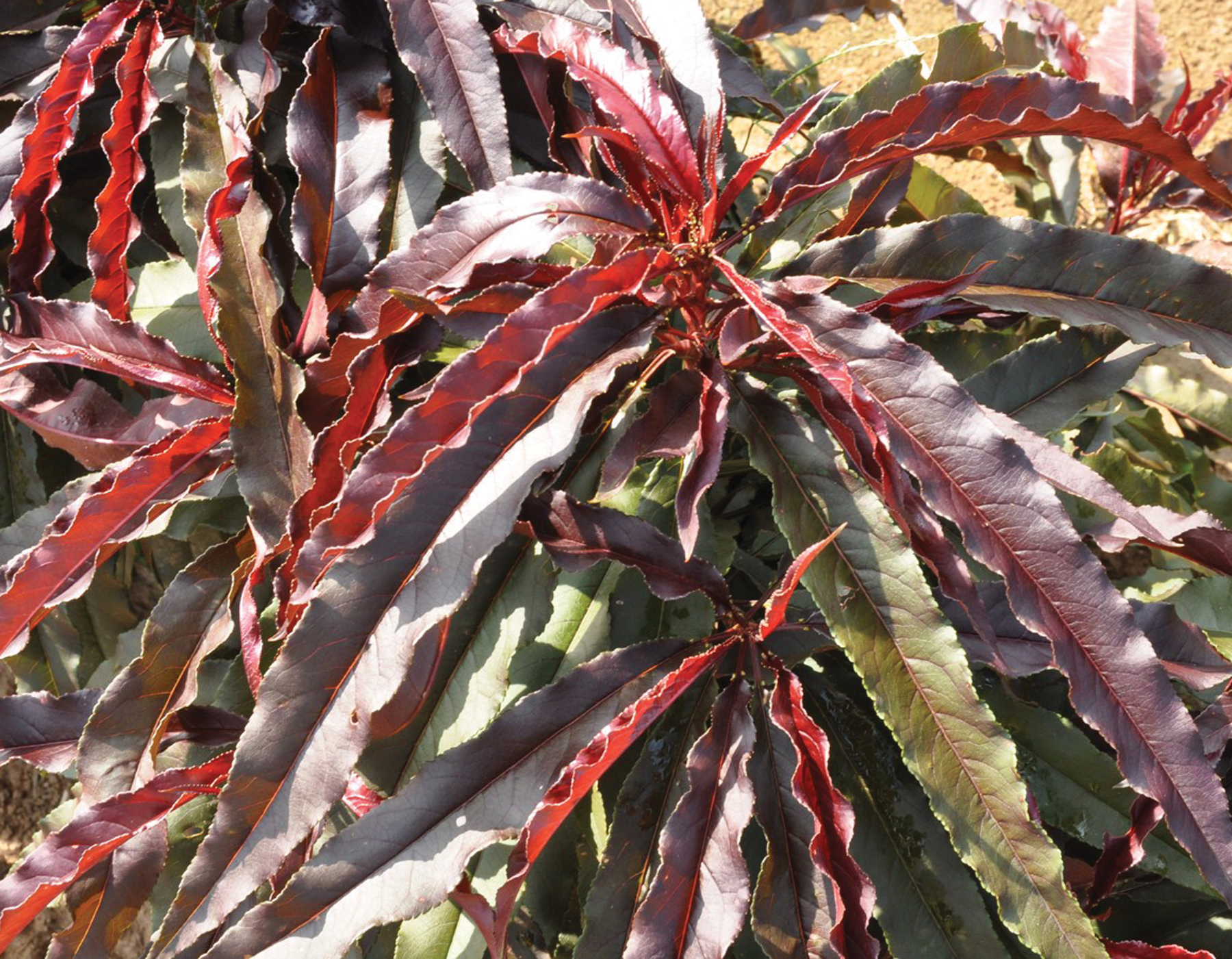 Ruby Ruffle® Patio Peach | Bloomables