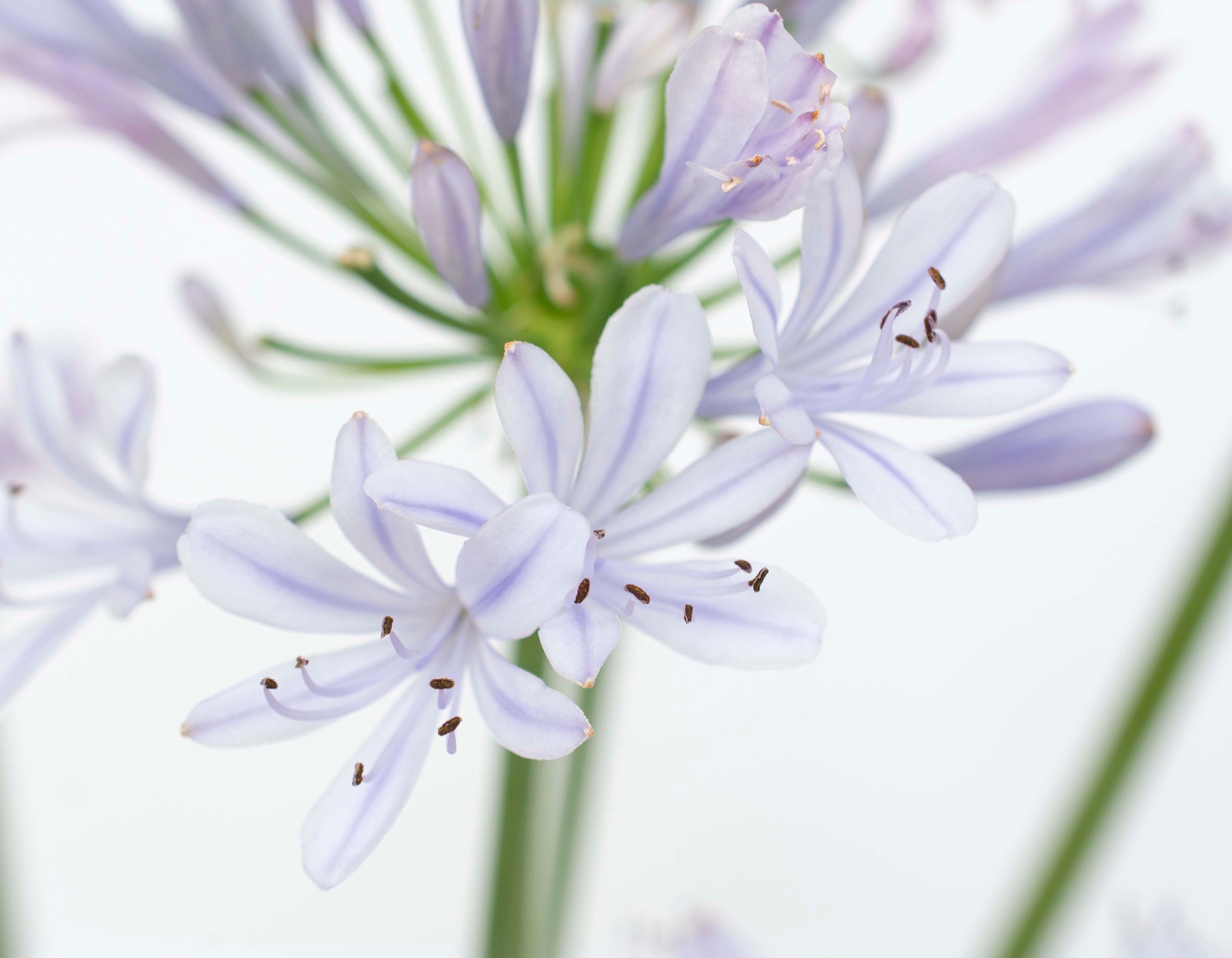 Straight A® 'Barley Blue' Agapanthus | Bloomables