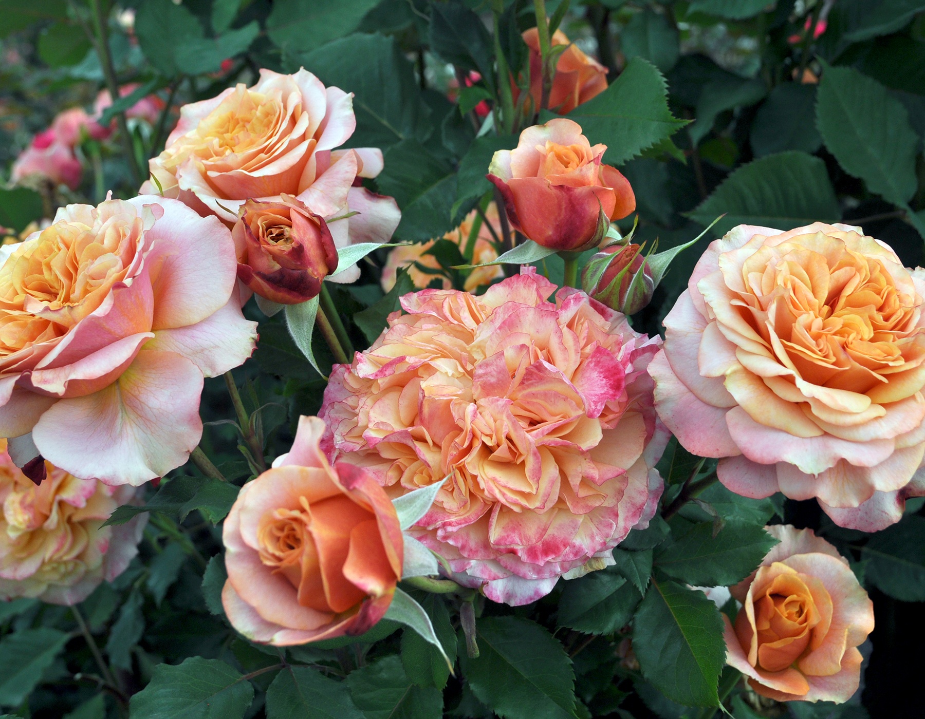 Sunbelt® Crazy Love™ | Bloomables