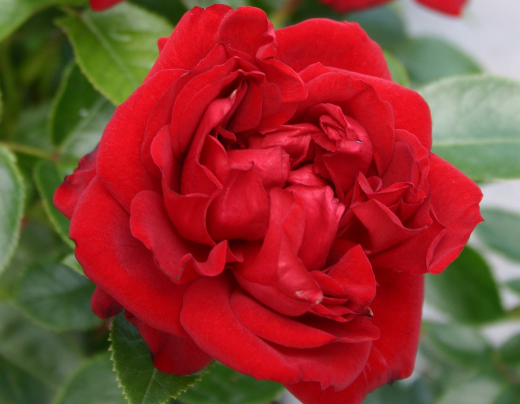 Sunbelt® Desmond Tutu™ | Bloomables