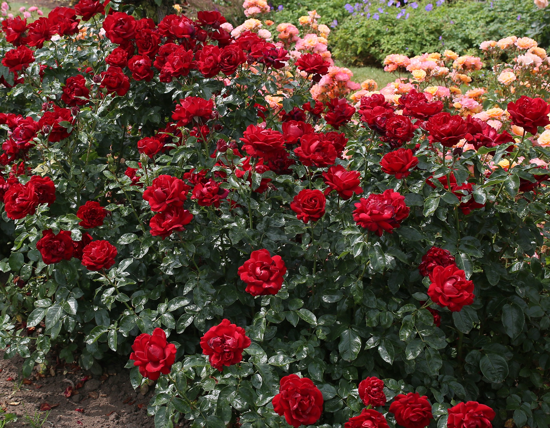 Sunbelt® Desmond Tutu™ | Bloomables