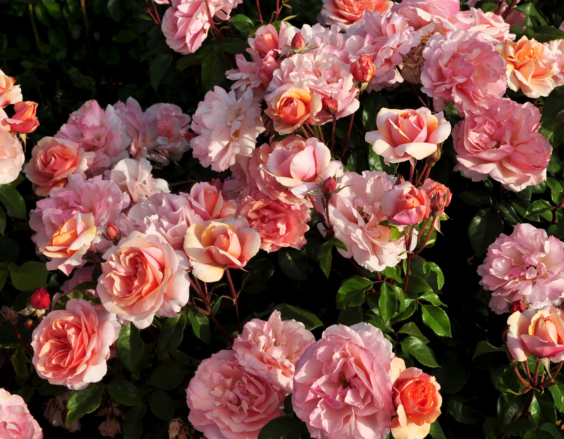 Sunbelt® Soul Sister™ | Bloomables