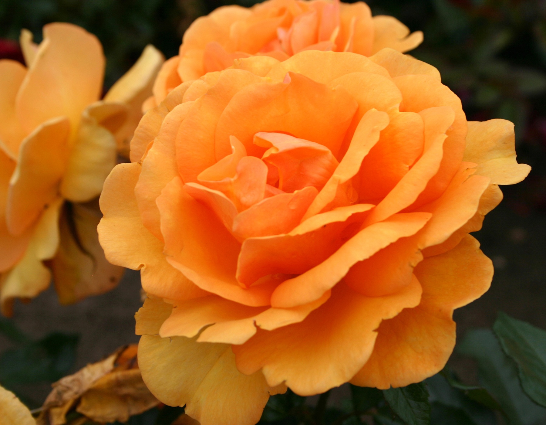 Sunbelt® South Africa® | Bloomables