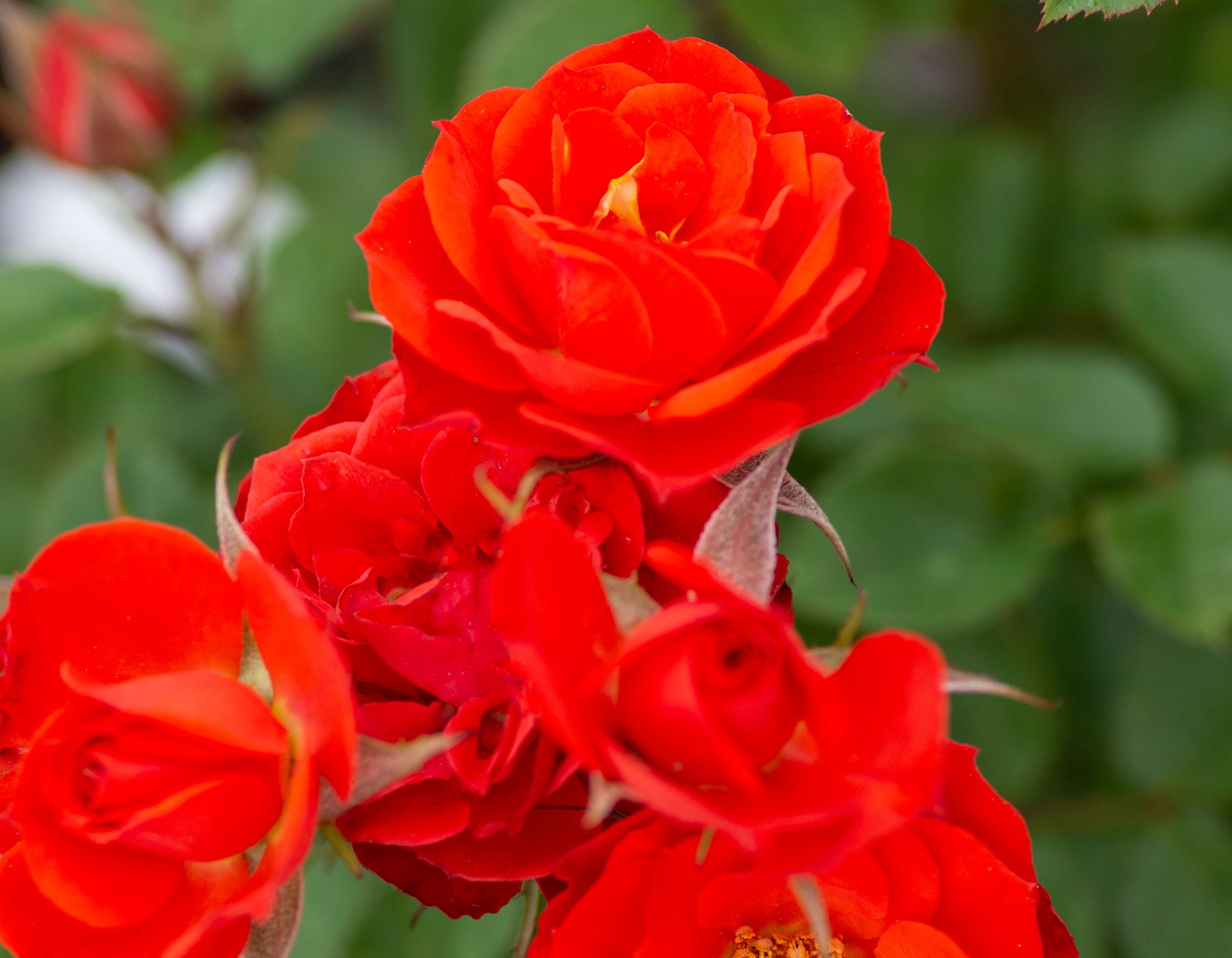 Sunblaze® Autumn | Bloomables