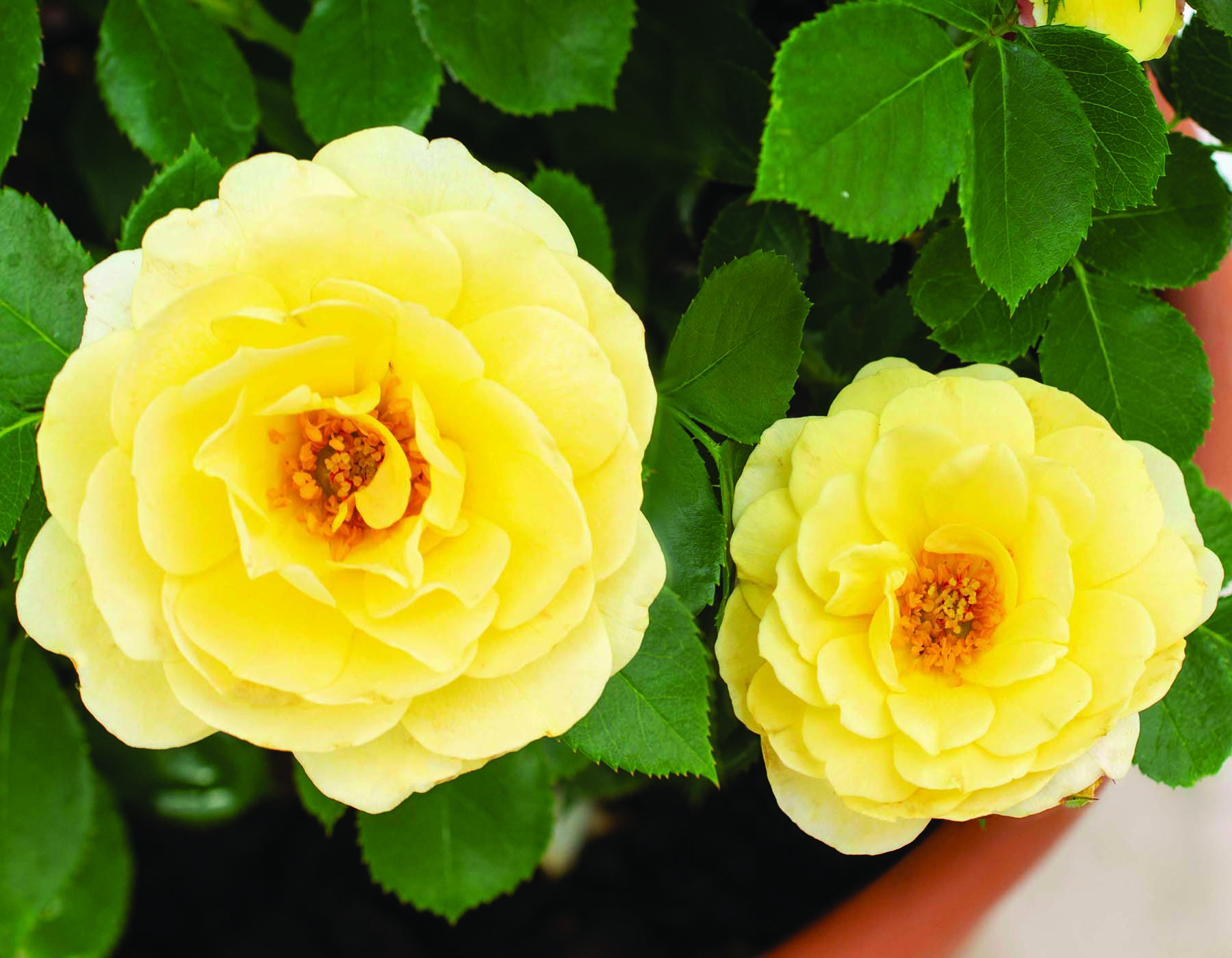 Sunblaze® Lemon | Bloomables