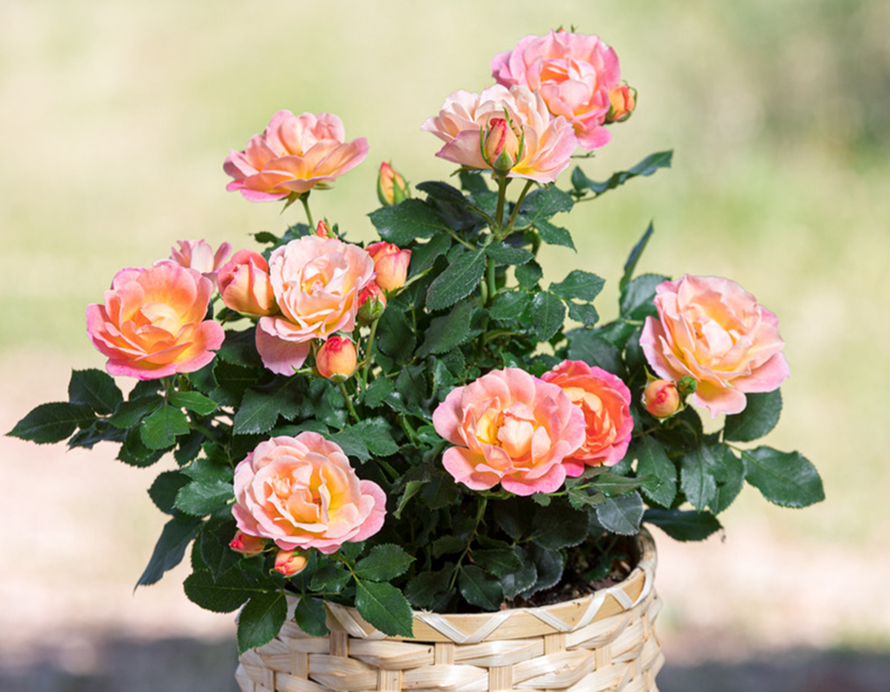 Sunblaze® Peach | Bloomables