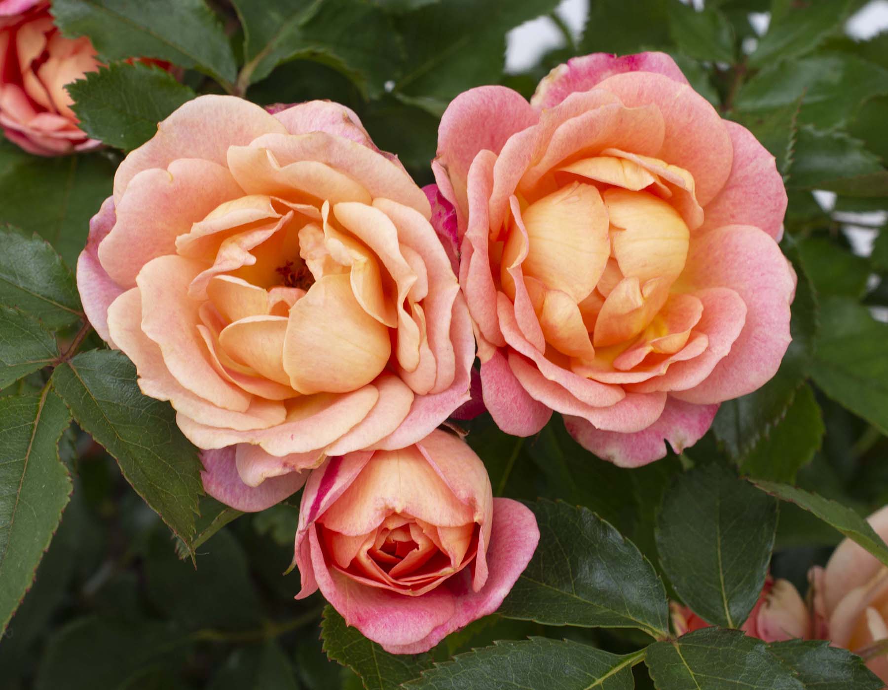 Sunblaze® Peach | Bloomables