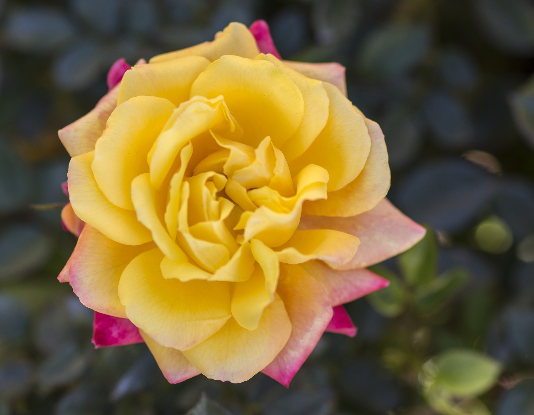 Sunblaze® Rainbow | Bloomables